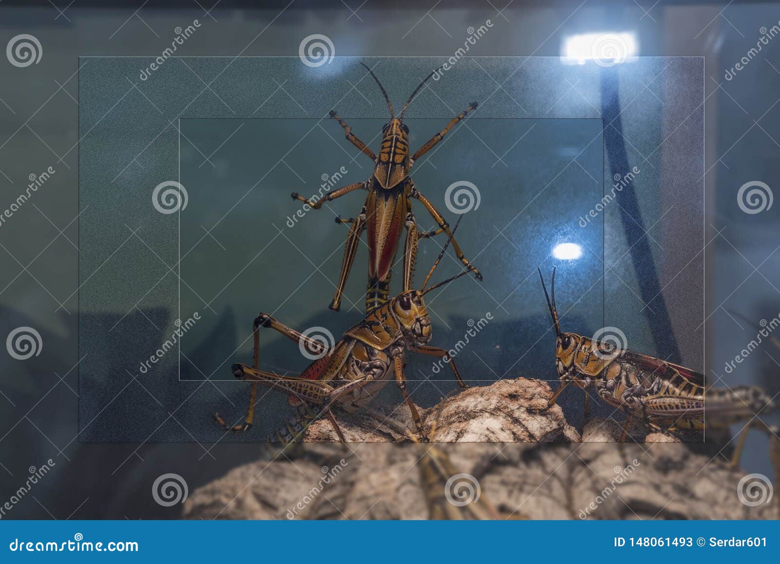 Large insects stock image. Image of insect, nature, wildlife - 148061493