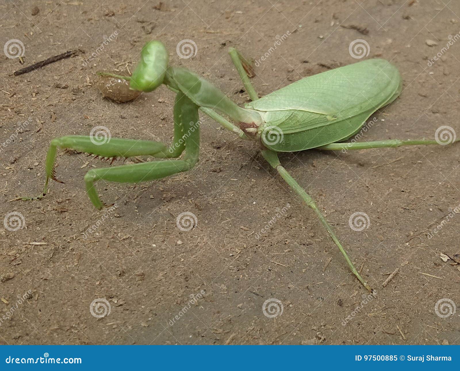 Large insects stock image. Image of insects, normal, insect - 97500885