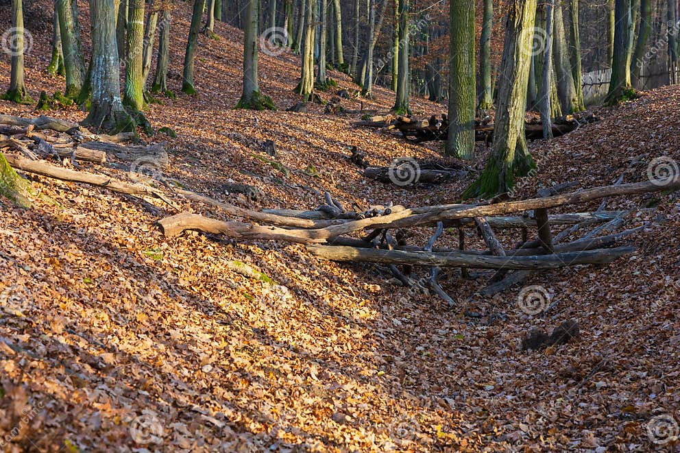 Large Intertwined Tree Roots in the Forest Stock Image - Image of ...