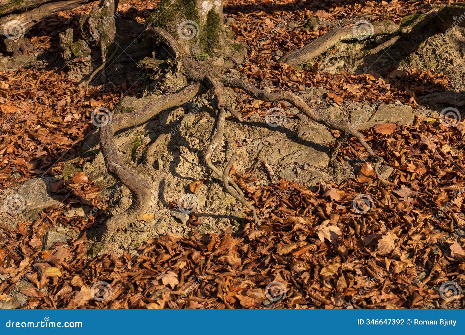 Large Intertwined Tree Roots in the Forest Stock Photo - Image of ...