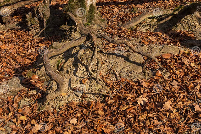 Large Intertwined Tree Roots in the Forest Stock Photo - Image of ...