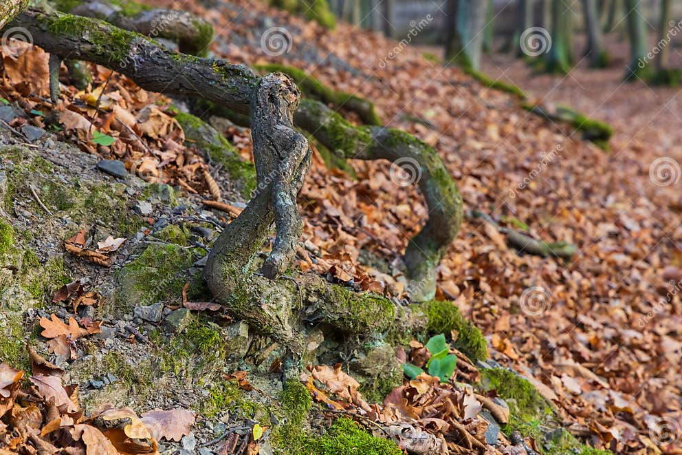 Large Intertwined Tree Roots in the Forest. Stock Photo - Image of ...