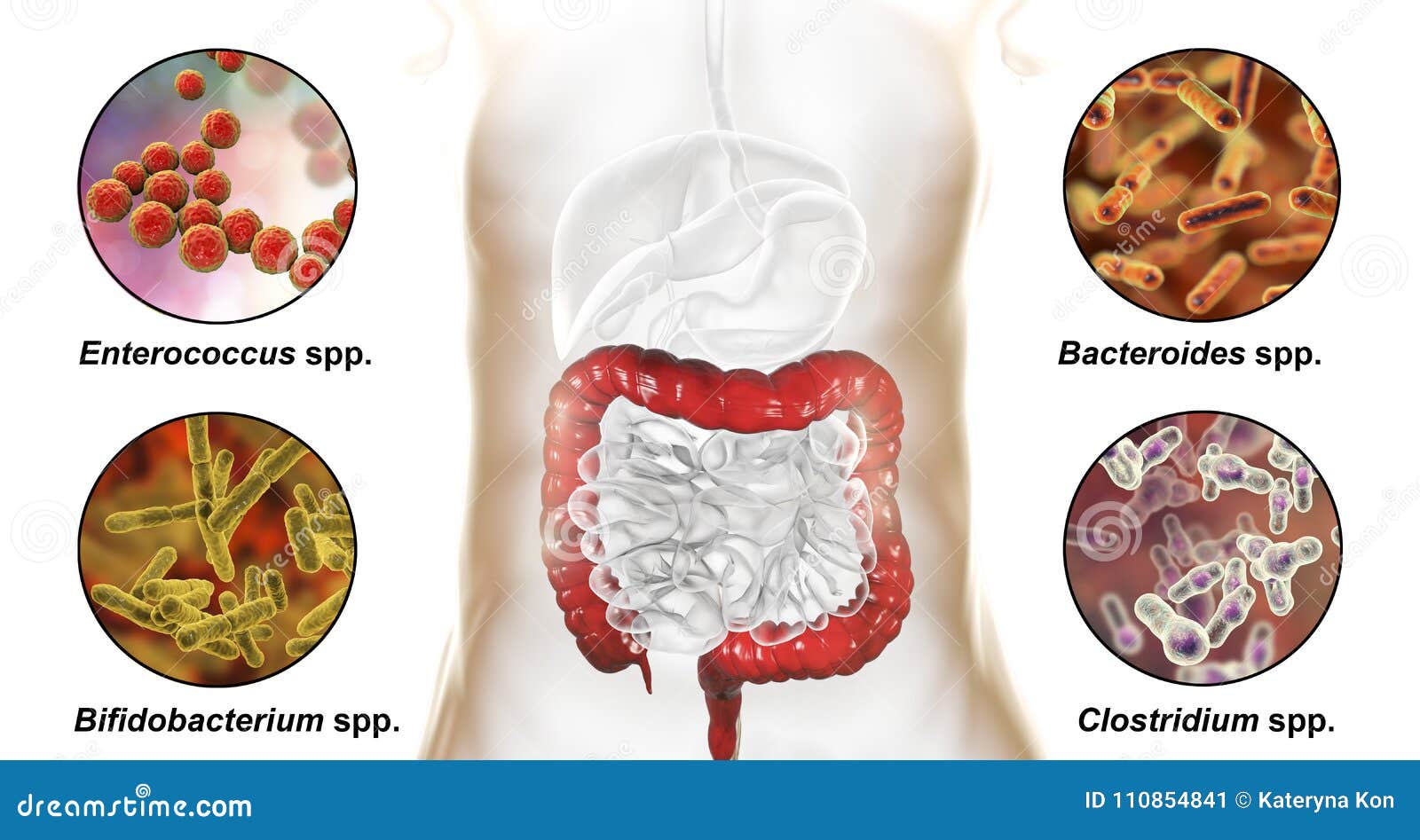 Large Intestinal Microbiome Stock Illustration - Illustration of health ...