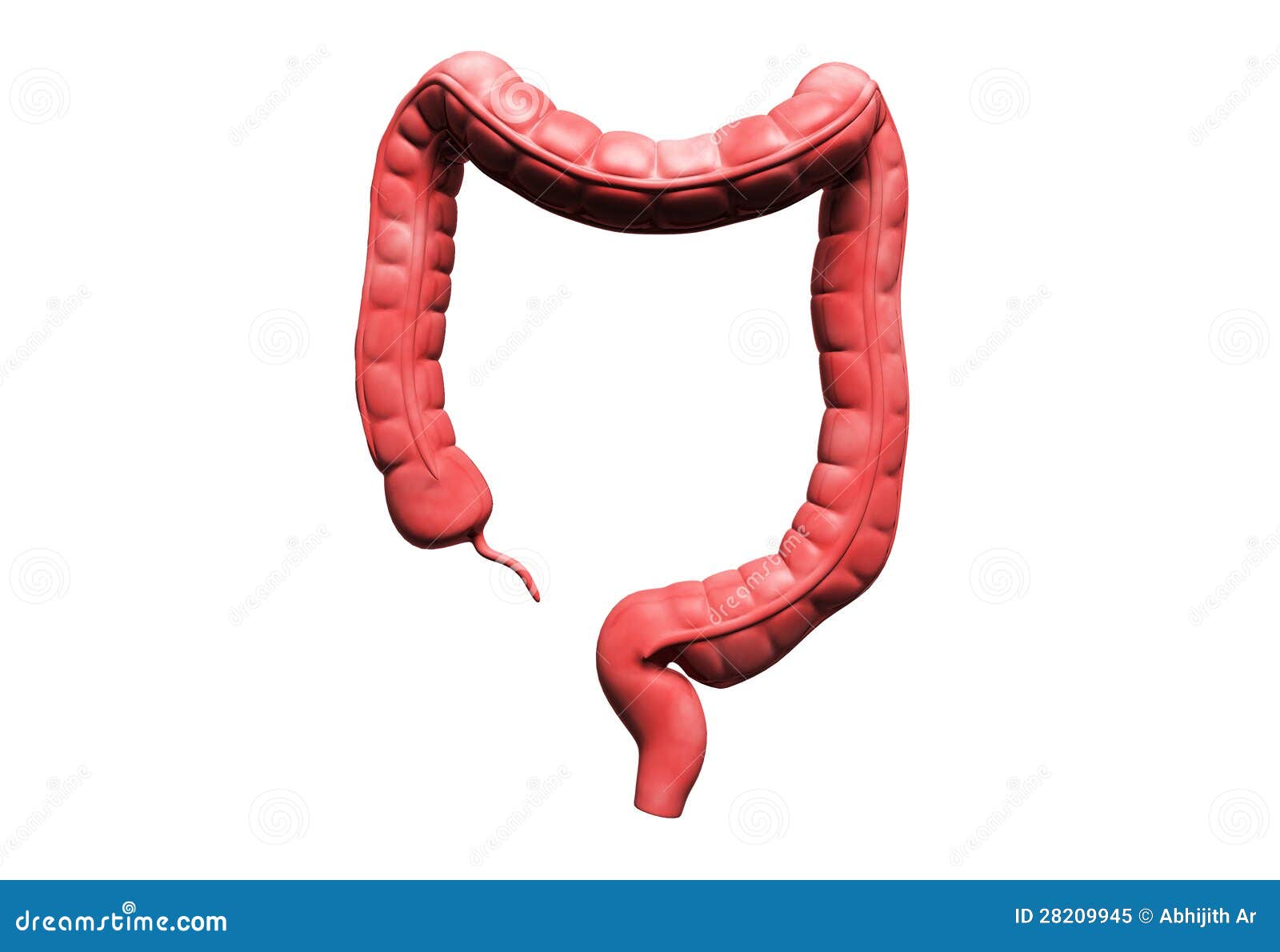 Large Intestine Royalty Free Stock Photo - Image: 28209945