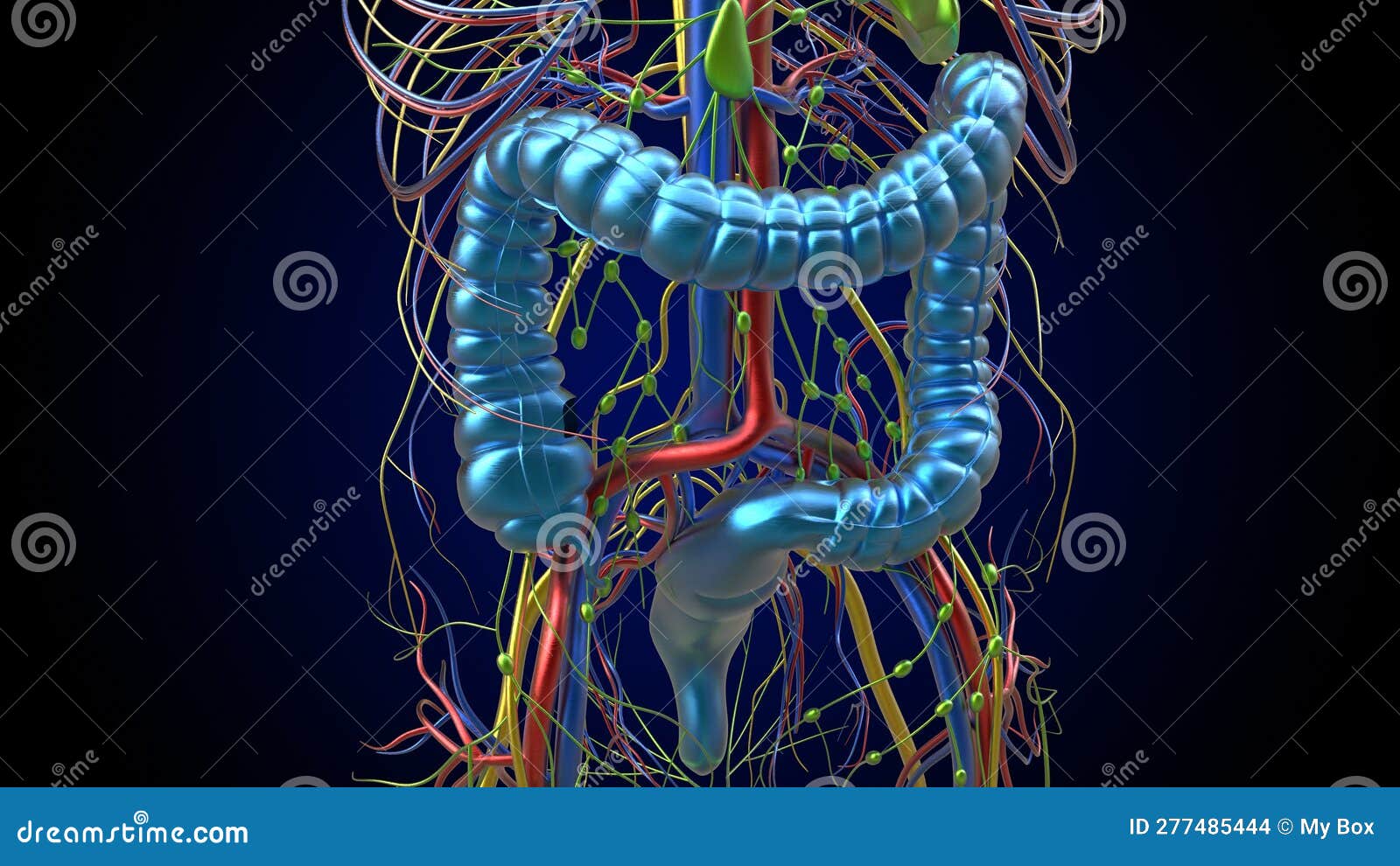 Large Intestine Appendix Anatomy for Medical Concept 3D Rendering Stock ... Large Intestine Appendix Anatomy for Medical Concept 3D Rendering Stock ...