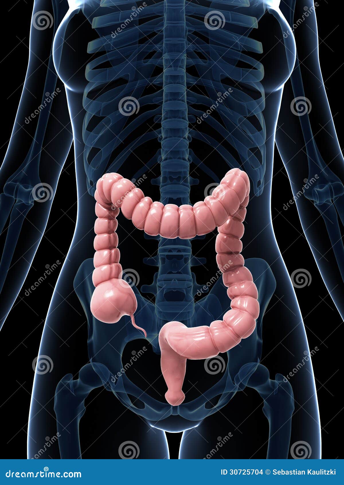 Large intestine stock illustration. Illustration of bowel - 30725704