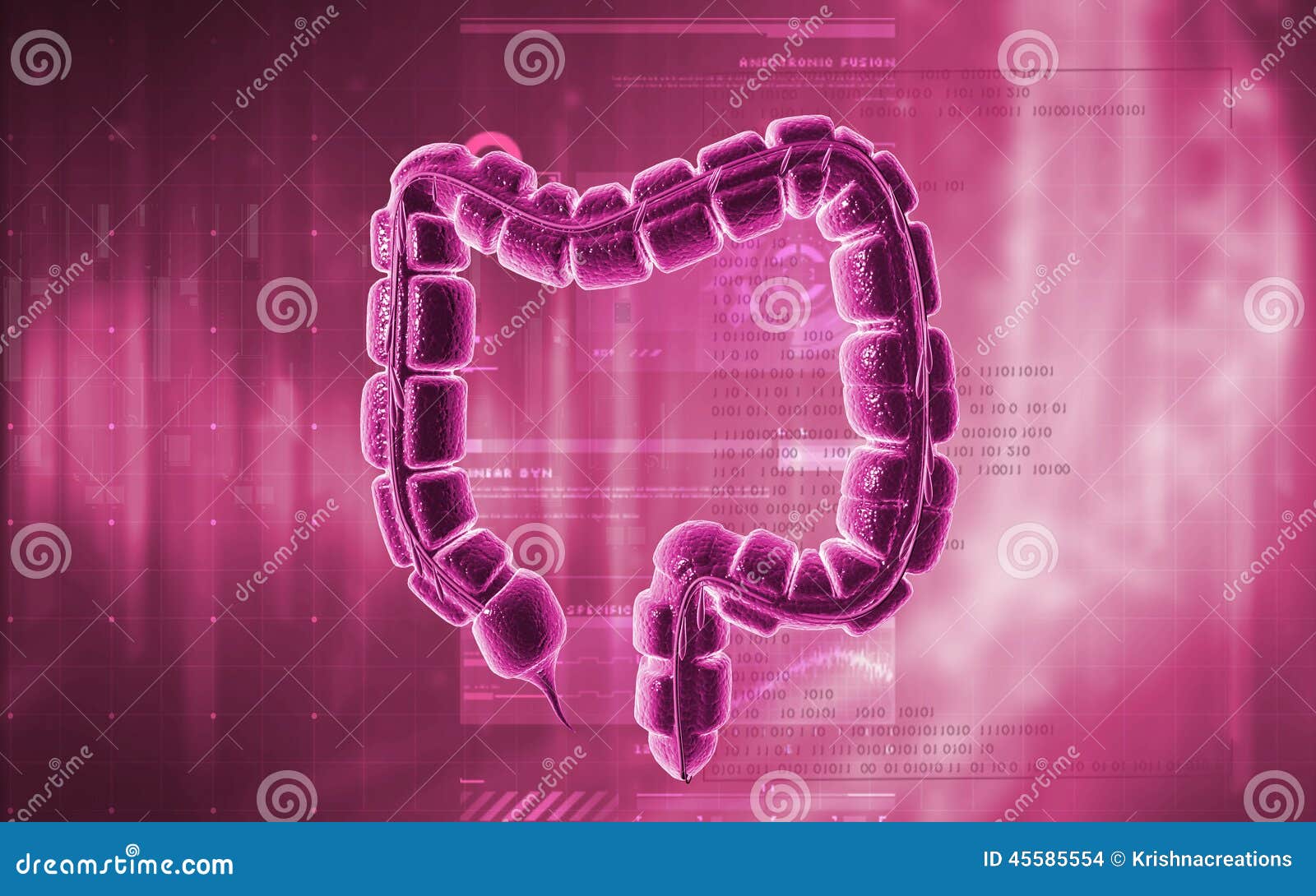 Large Intestine Regions And Parts Infographic Diagram Human Body ...