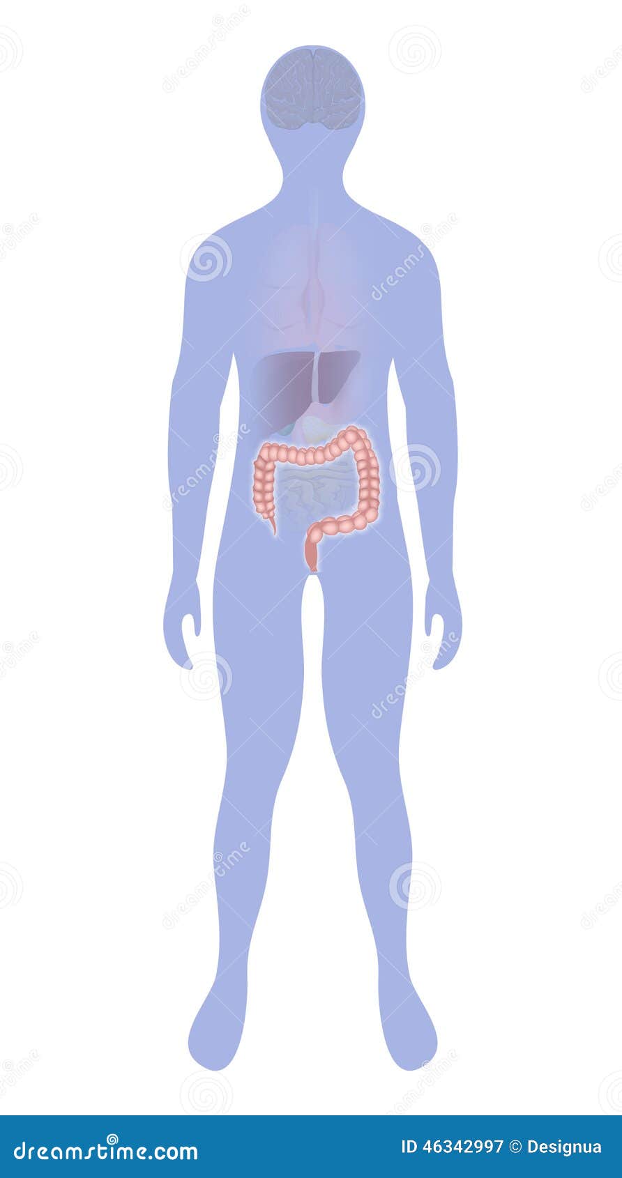 Functional Constipation Stock Illustrations – 7 Functional Constipation ...