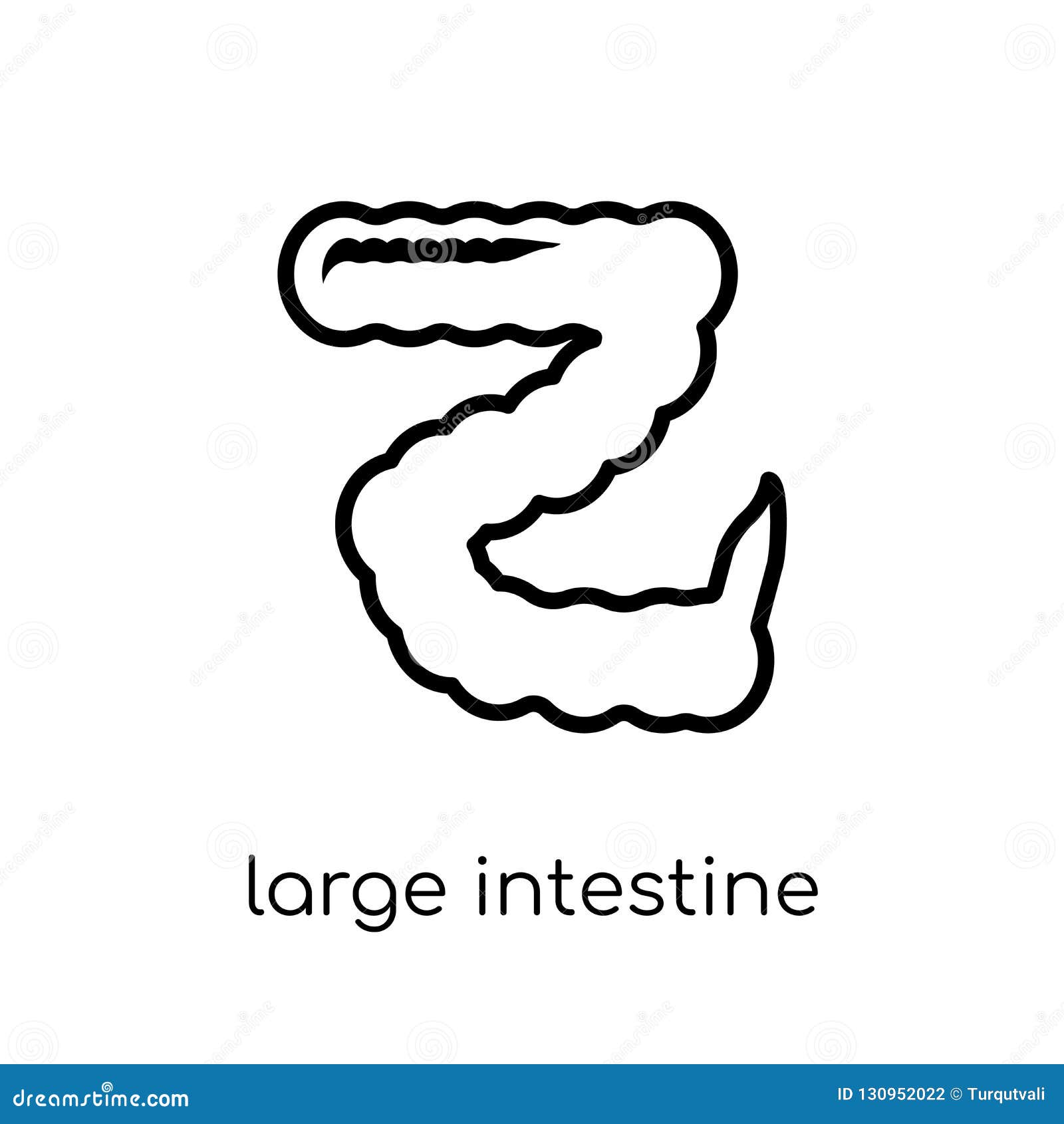 Large Intestine Icon. Trendy Modern Flat Linear Vector Large Int Stock ... Large Intestine Icon. Trendy Modern Flat Linear Vector Large Int Stock ...
