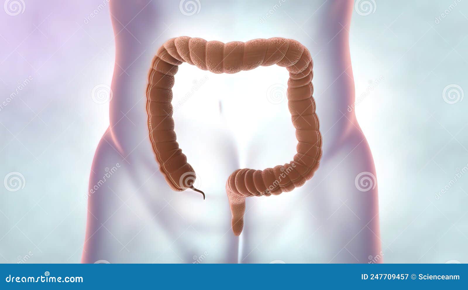 The Large Intestine Includes the Colon, Rectum and Anus Stock ...