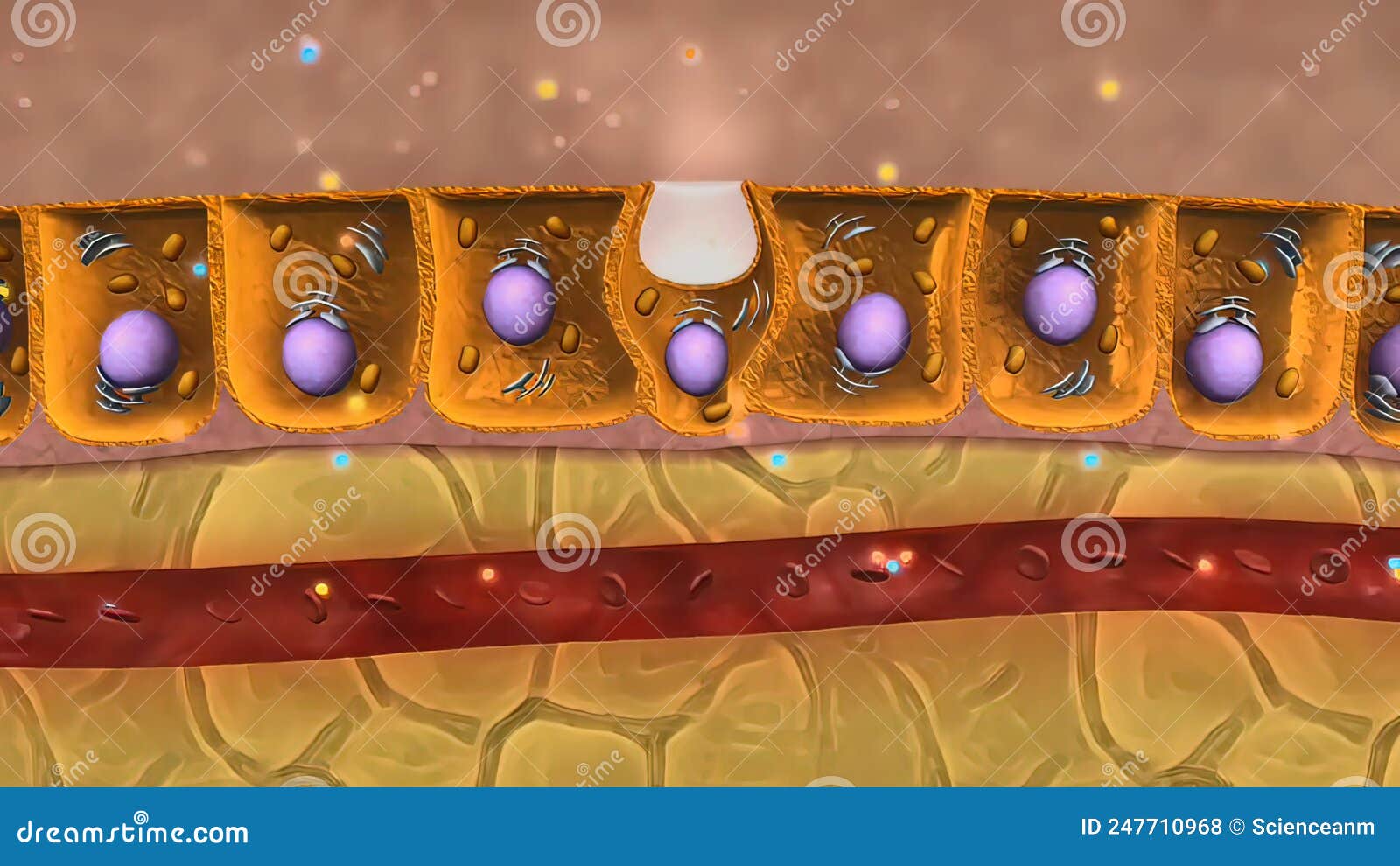 The Large Intestine Includes the Colon, Rectum and Anus Stock ...