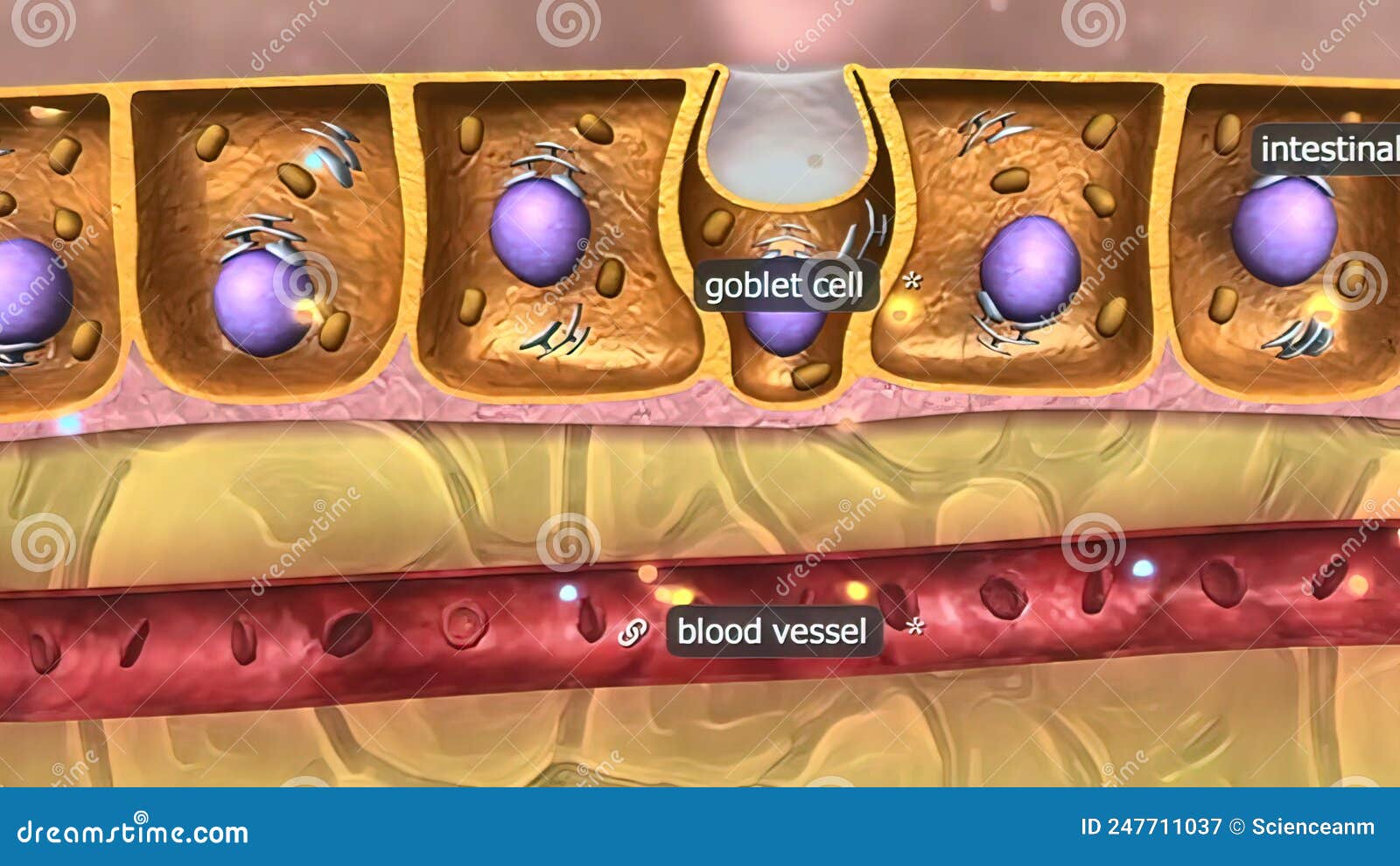 The Large Intestine Includes the Colon, Rectum and Anus Stock ...