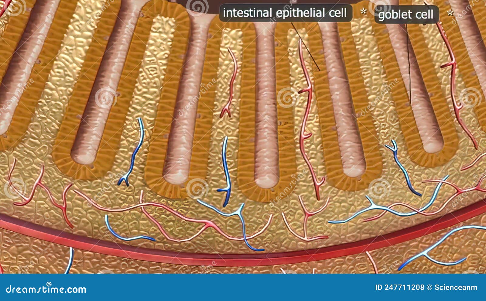 The Large Intestine Includes the Colon, Rectum and Anus Stock ...
