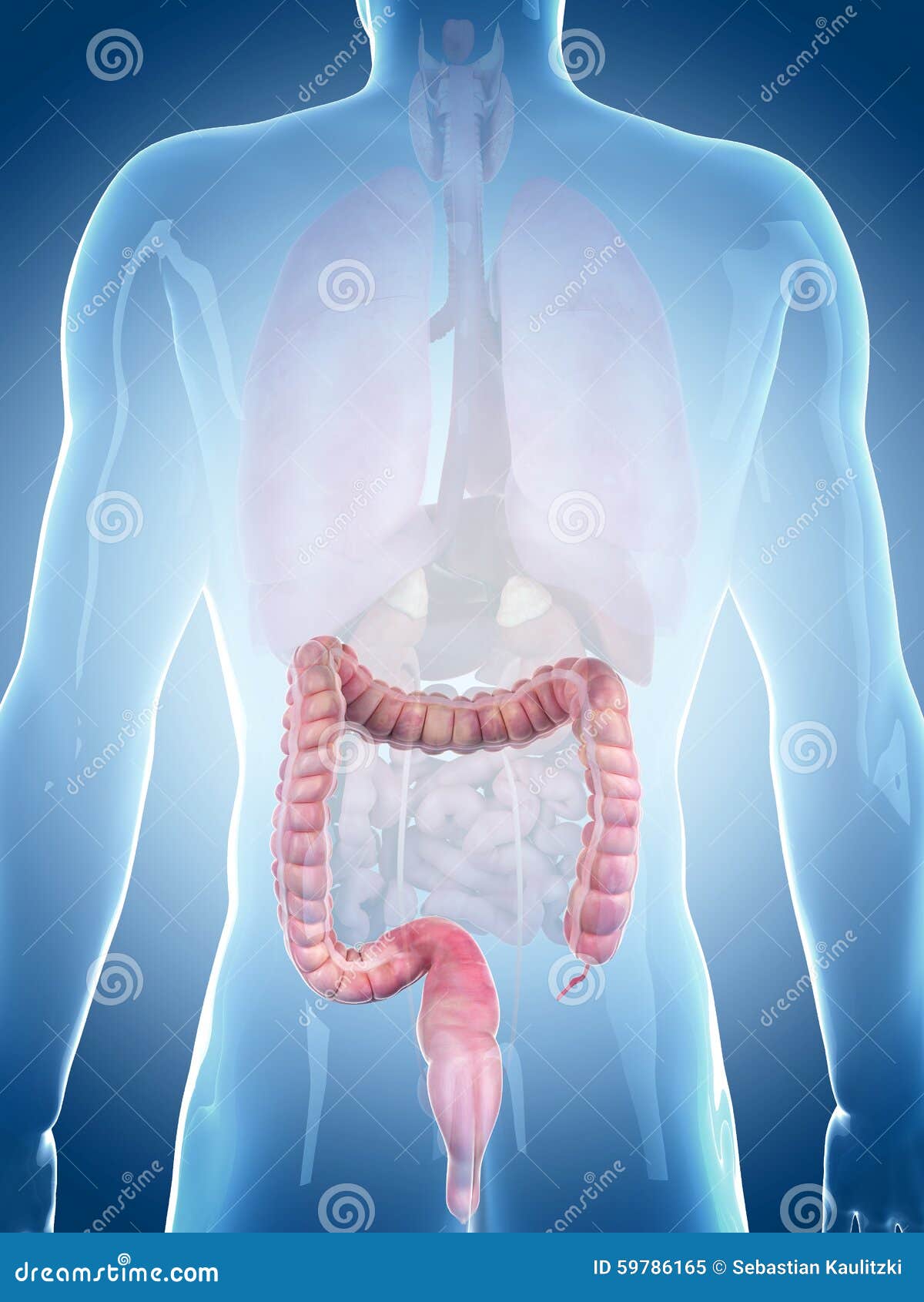 Large Intestine 3D Illustration Human Digestive System Anatomy Stock ...