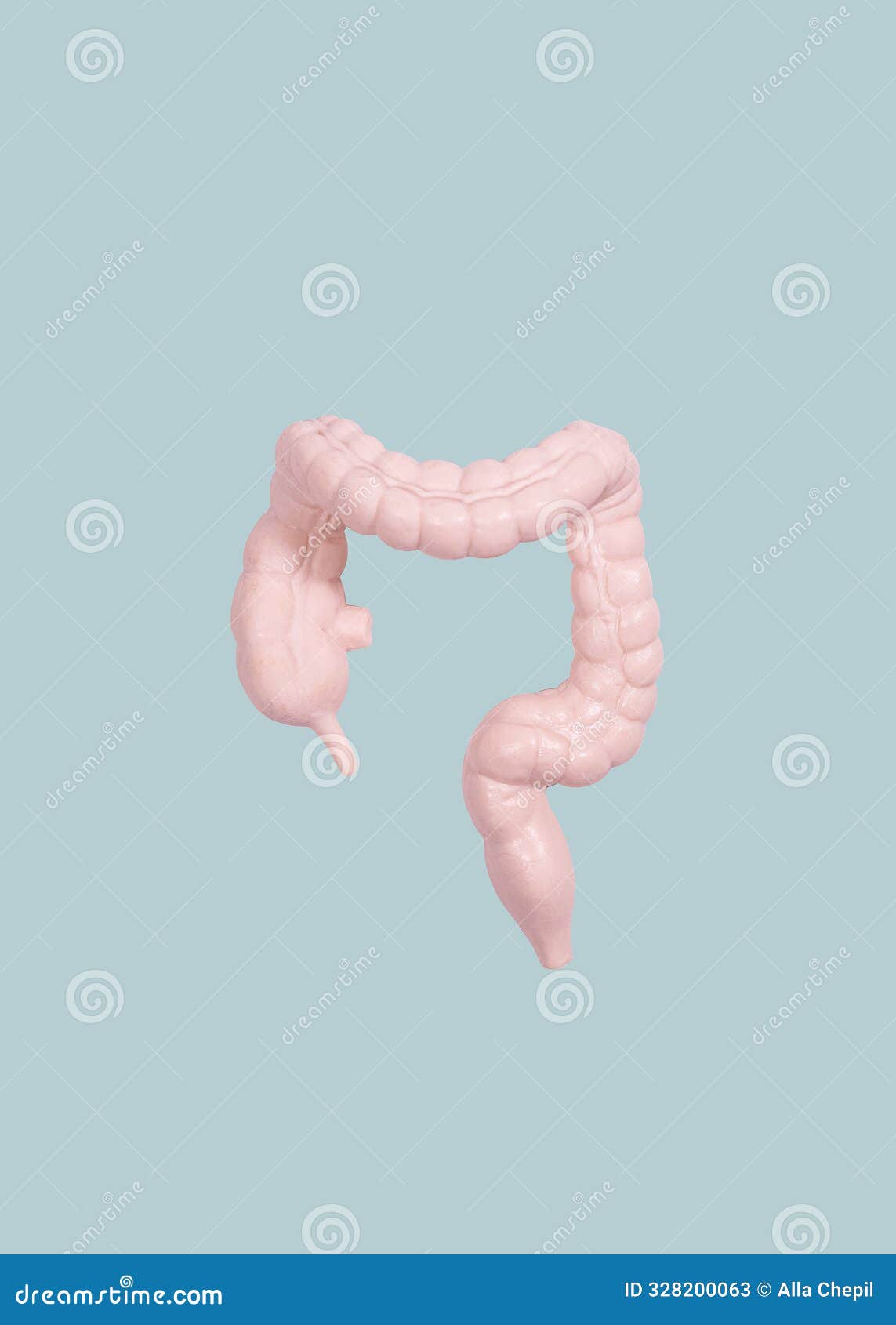 Large Intestine Organ Minimalism Stock Image - Image of large, rectum ...