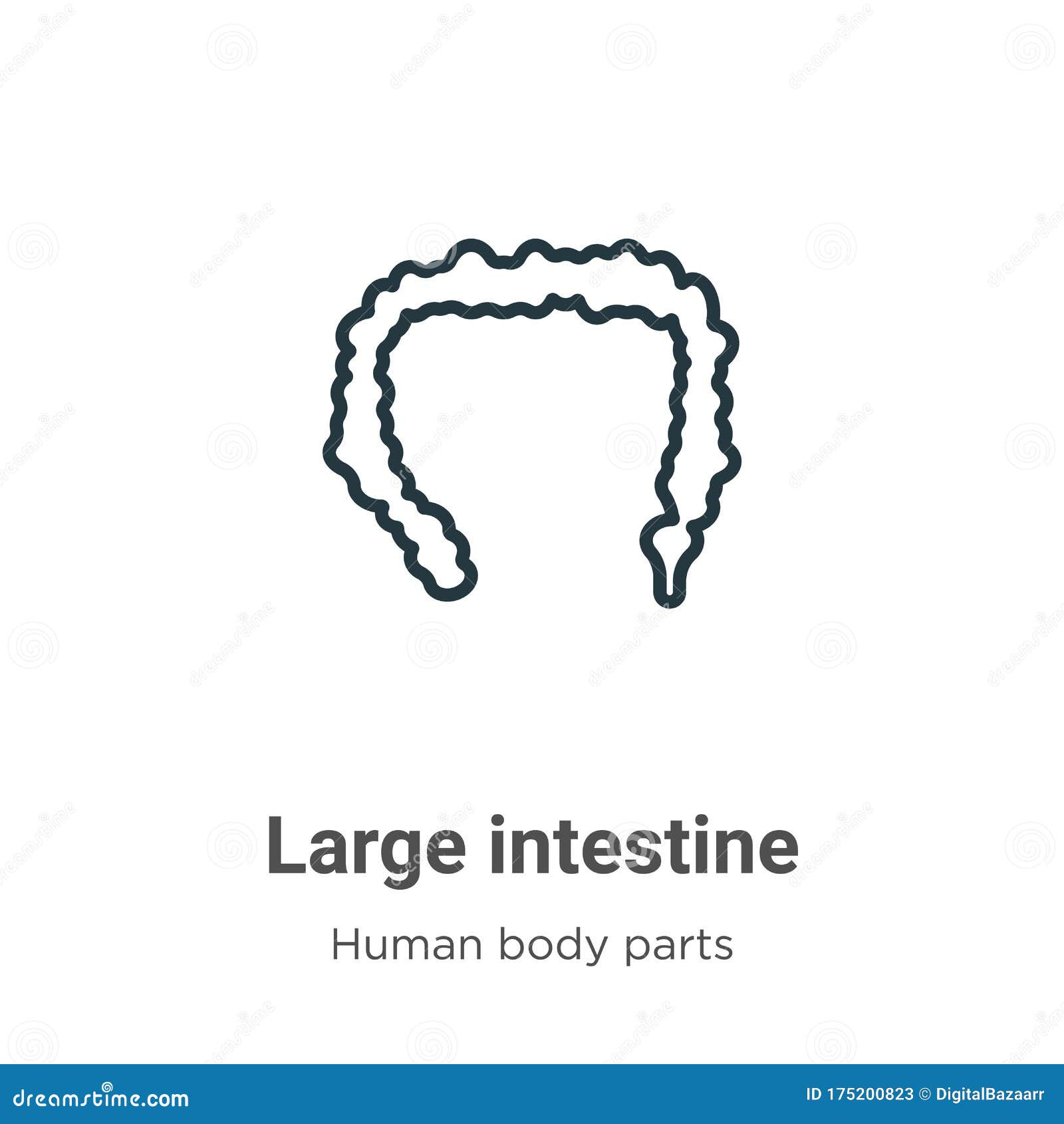 Large Intestine Outline Vector Icon. Thin Line Black Large Intestine ...