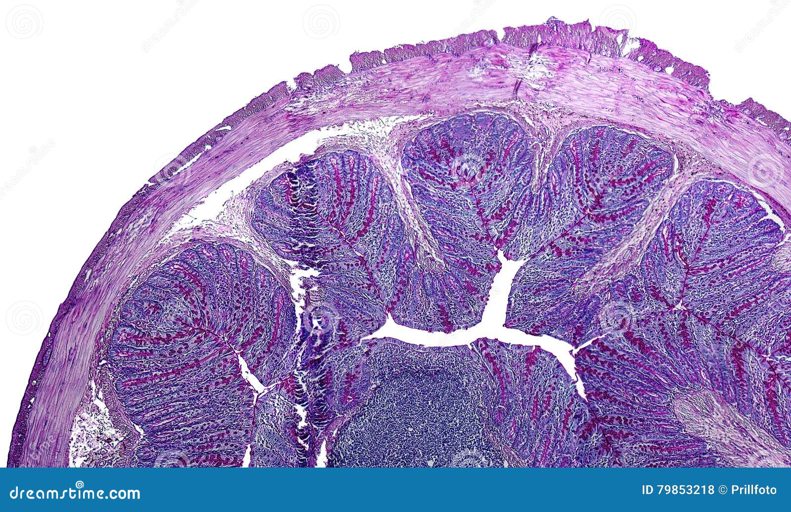 Large intestine of a rat stock photo. Image of closeup - 79853218
