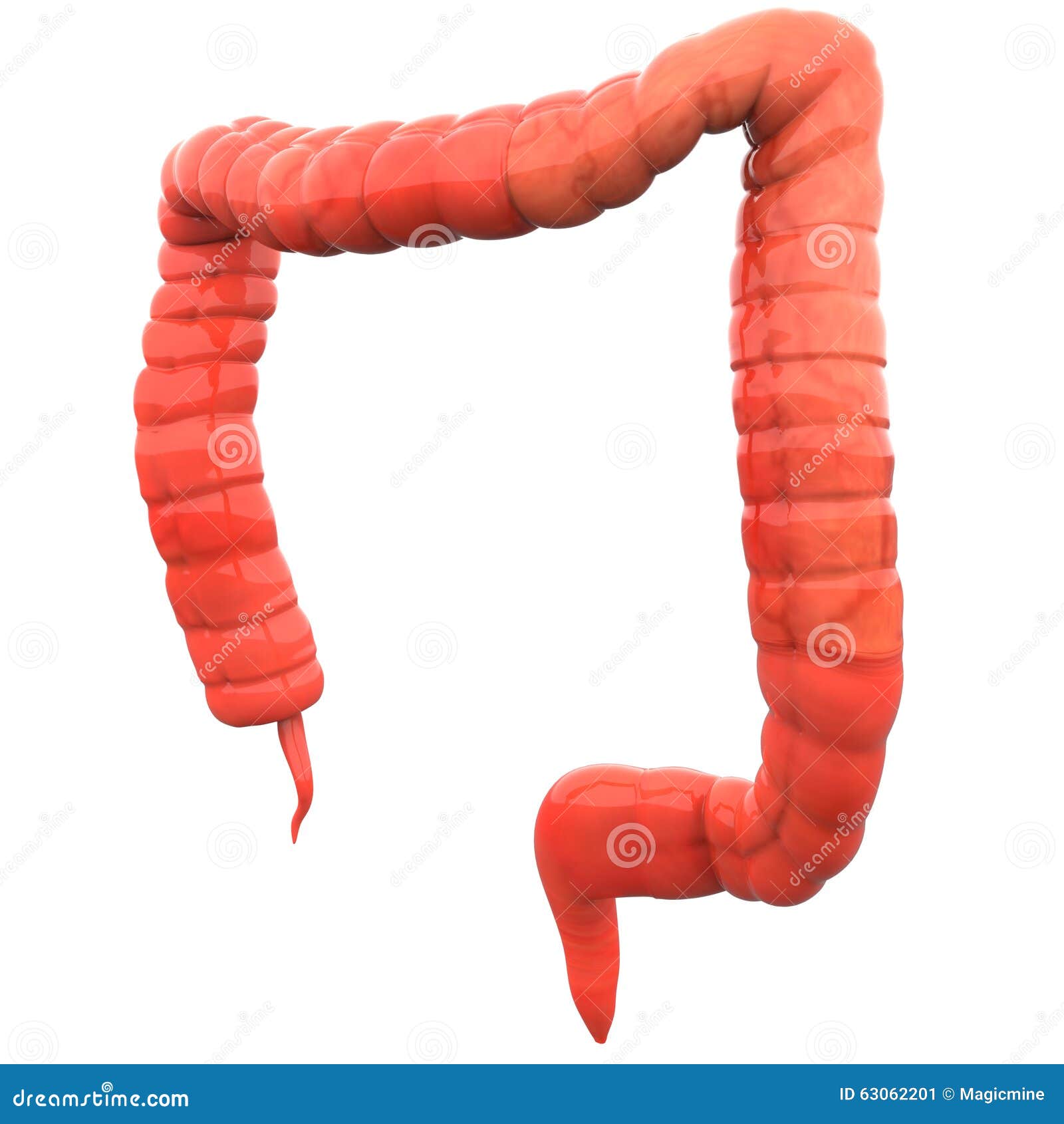 Large Intestine Side View stock illustration. Illustration of science ...