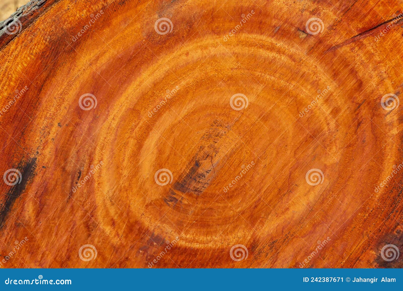 Large Irregular Tree Cut in a Circular Circle Pattern on Wood Texture ...