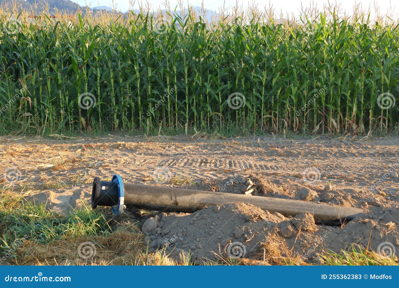 Installing Irrigation Pipe for Corn Field Stock Image - Image of ...