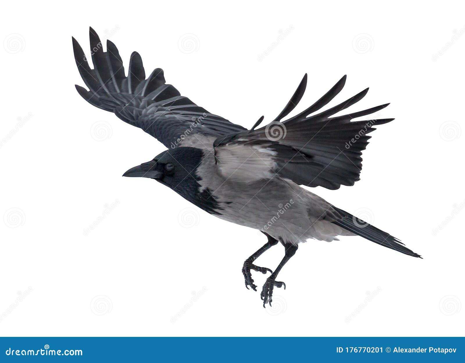 Large Isolated Flying Grey Crow Stock Image - Image of raven, flight ...