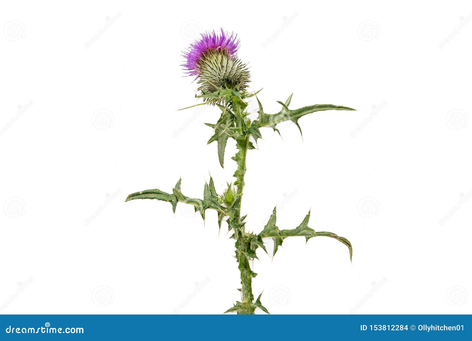 A Large Isolated Thistle with Stem and Leaves Weighted To the Centre of ...