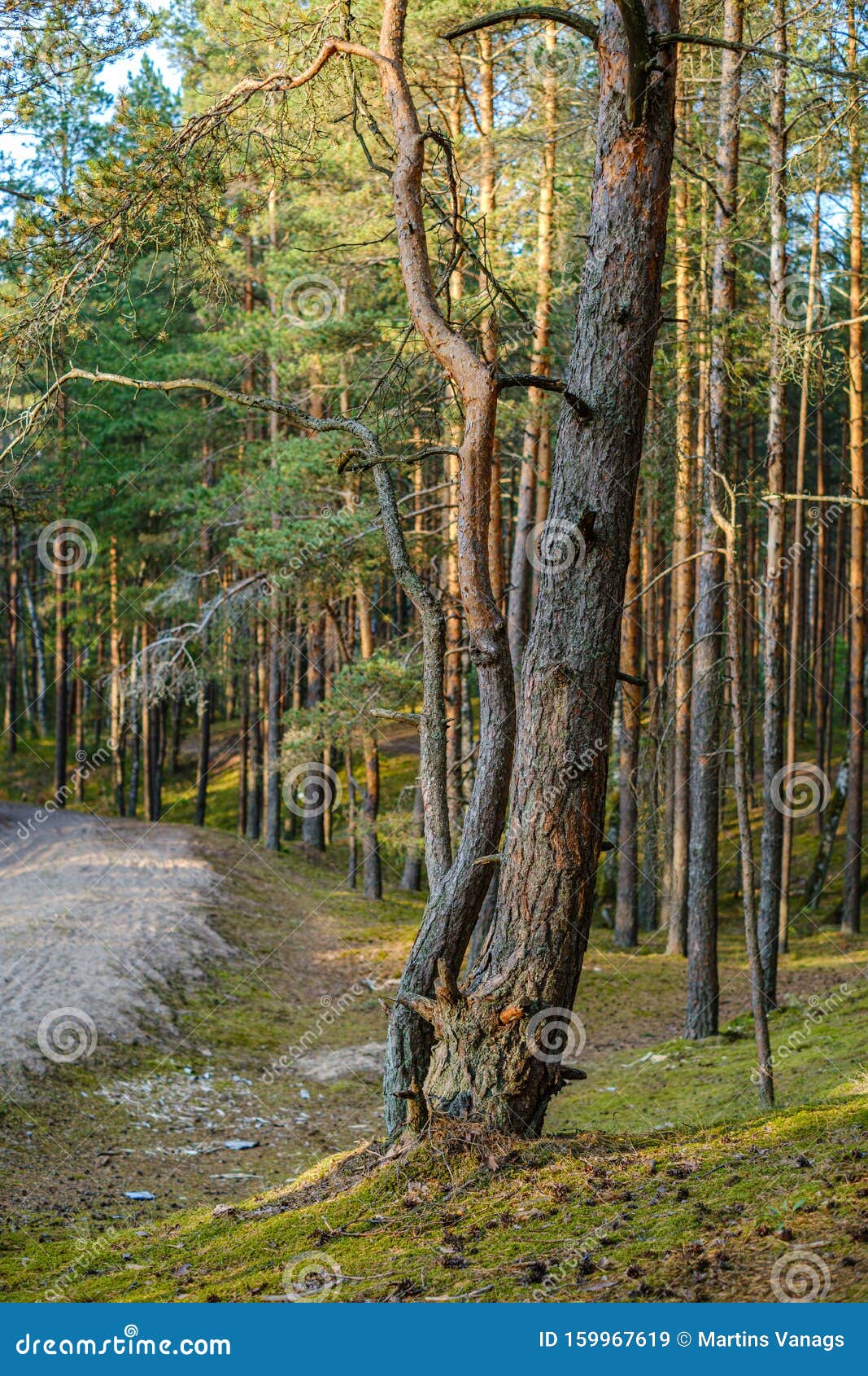 Large Isolated Tree Trunks in Green Forest Stock Image - Image of ...
