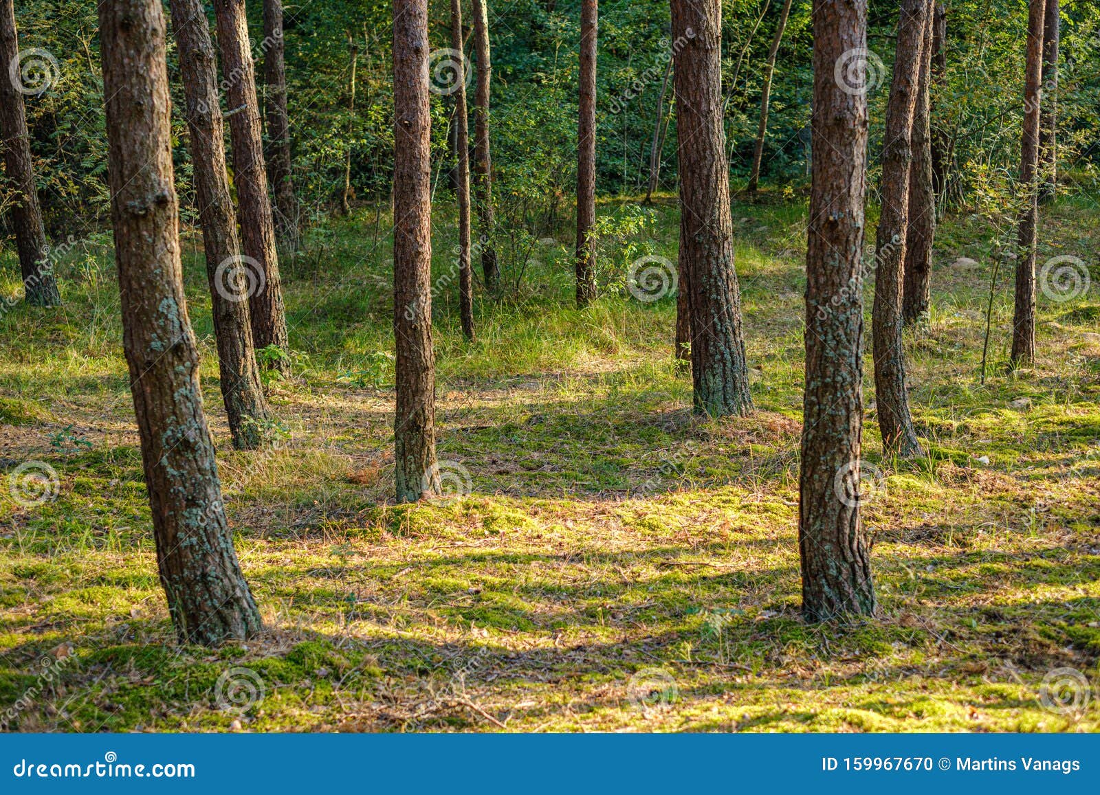 Large Isolated Tree Trunks in Green Forest Stock Photo - Image of ...