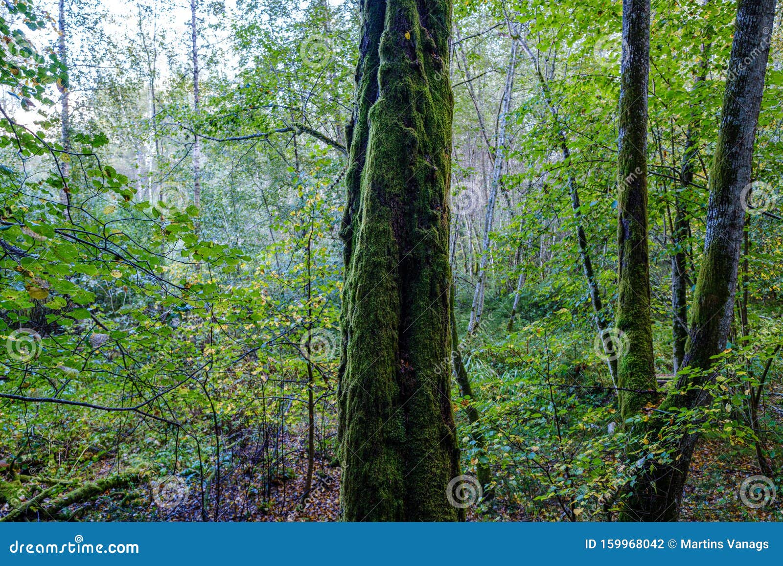 Large Isolated Tree Trunks in Green Forest Stock Photo - Image of bark ...