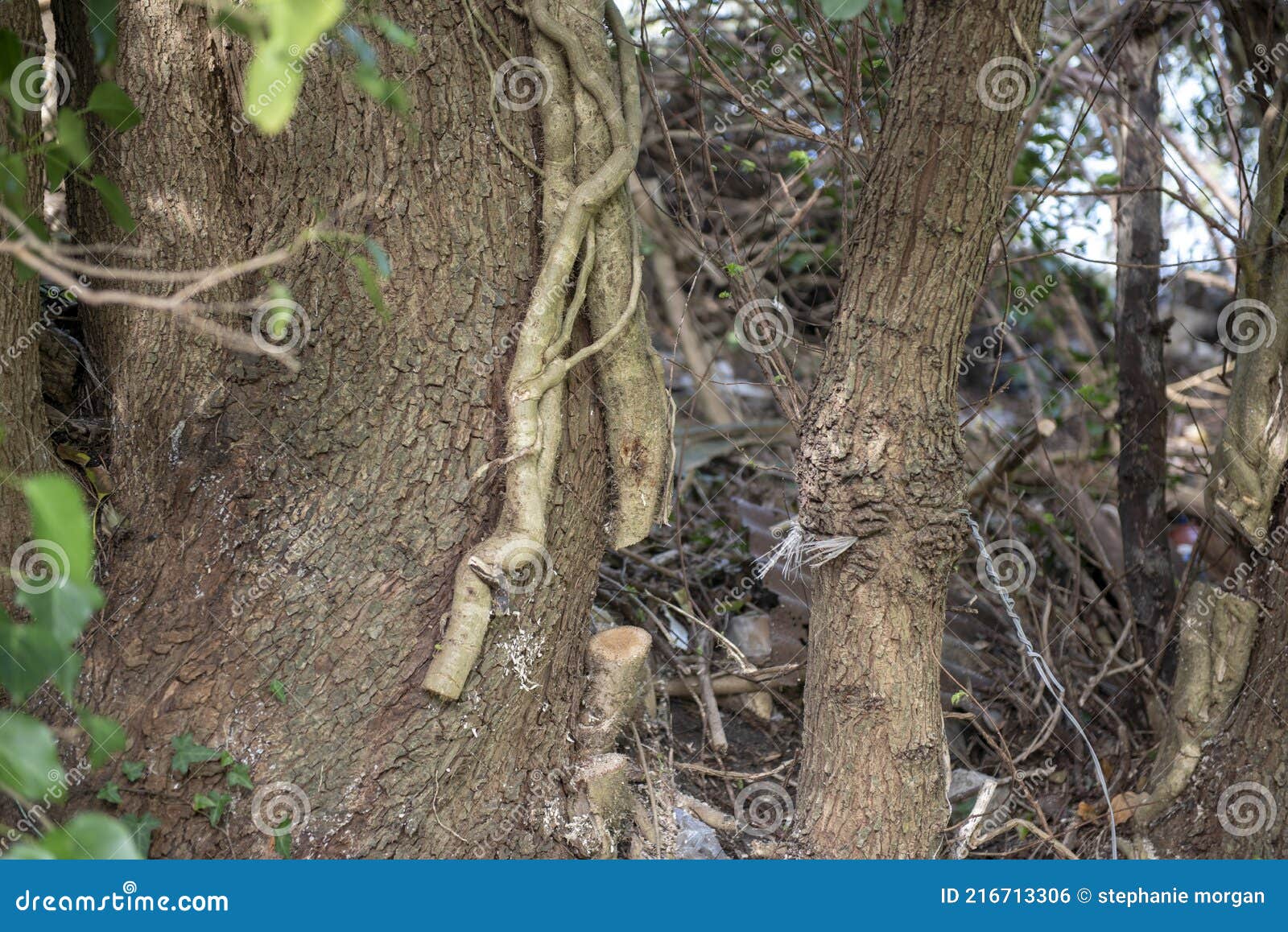 Ivy Root Hacked at Tree Base Stock Photo - Image of tree, landscape ...