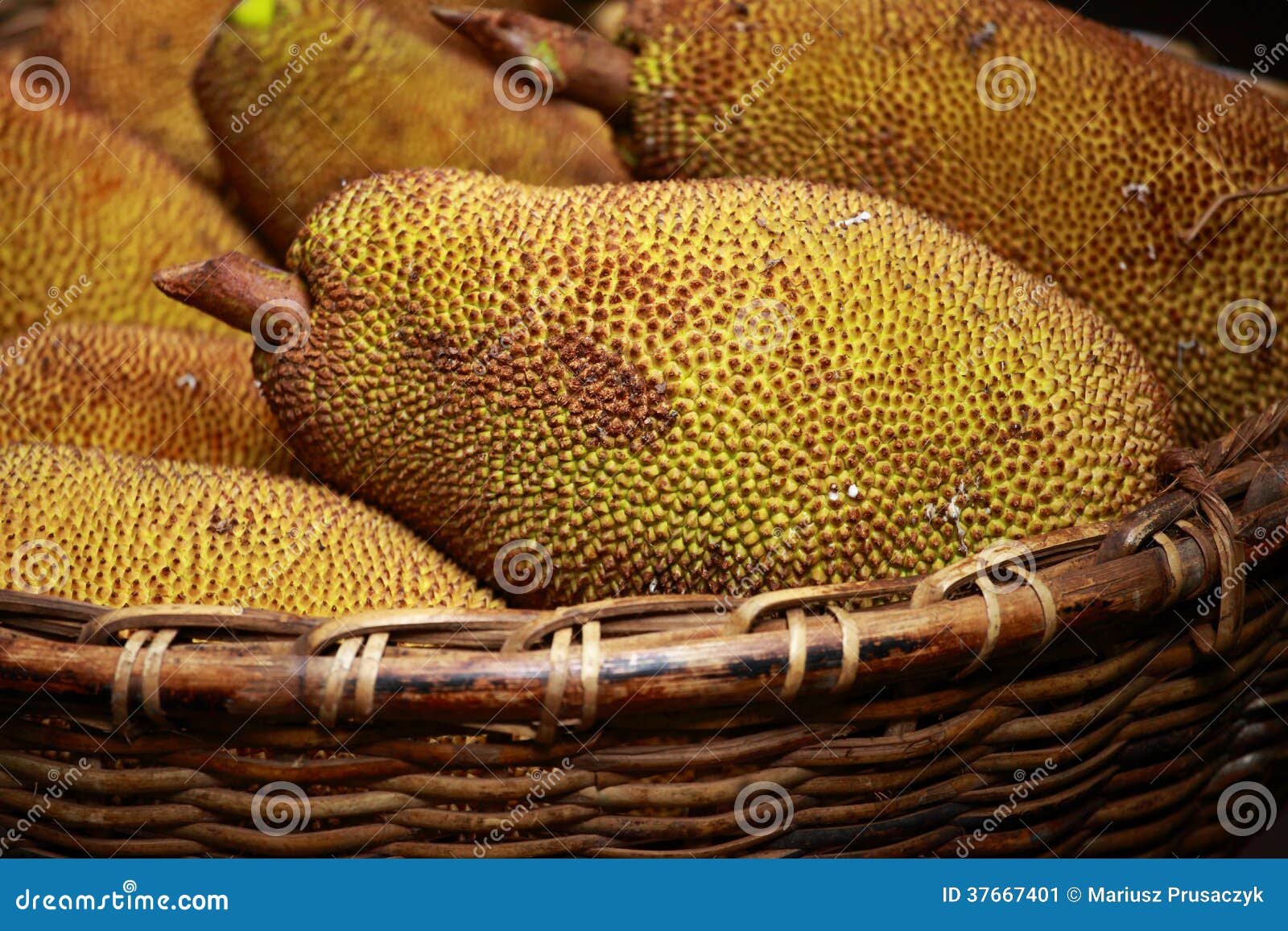 Large Jack Fruit with Large Spikes at Market in India Stock Image ...