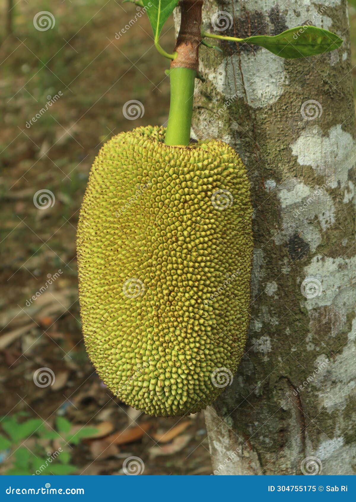 Jackfruit Hanging on the Tree Trunk Stock Image - Image of produce ...