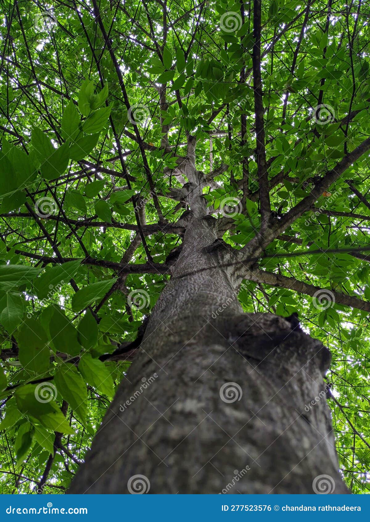 A Large Jam Tree with Spreading Branches and Green Leaves Stock Photo ...