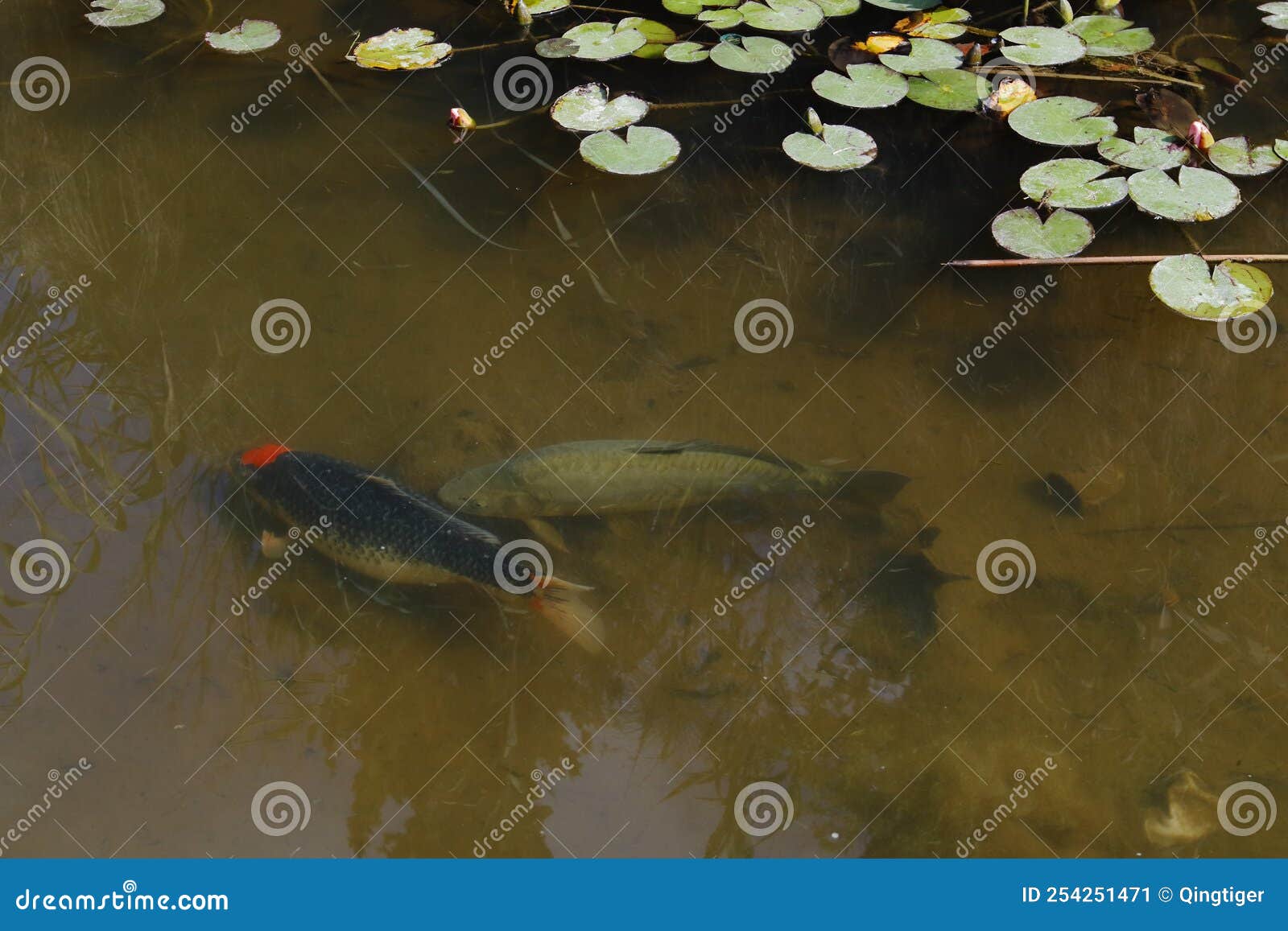 Large Japanese Koi Fish in the Water. Stock Image - Image of large ...