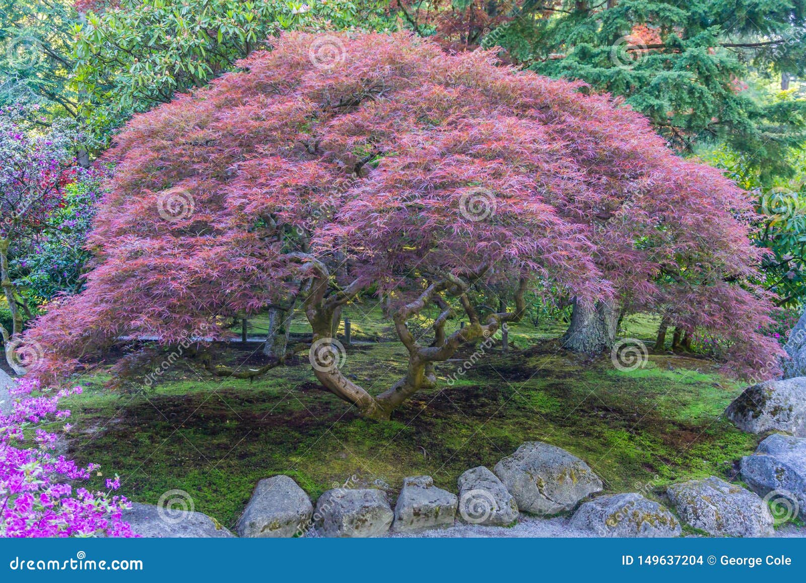 Large Japanese Maple Tree stock photo. Image of leaves - 149637204