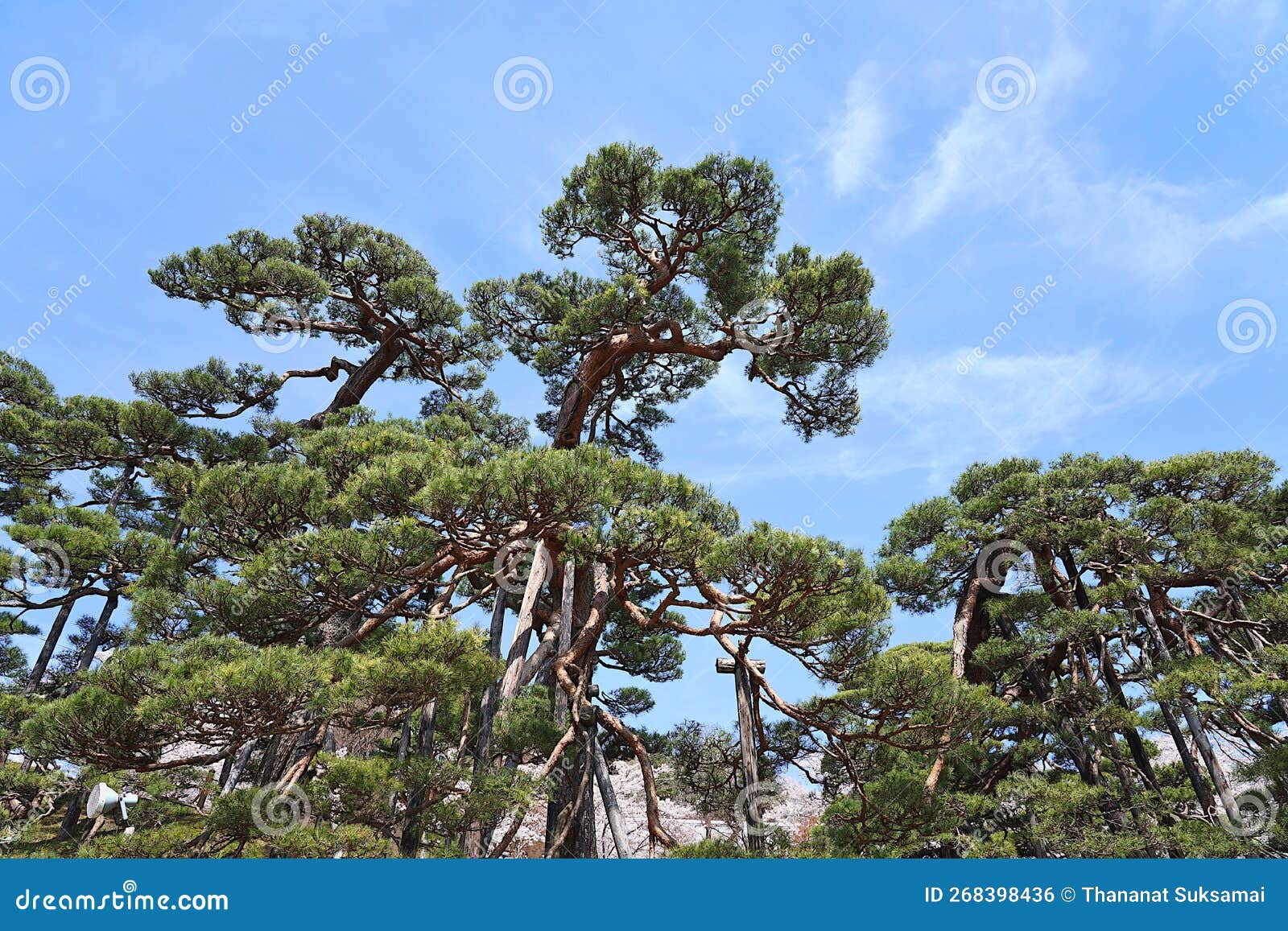 A Large Japanese Pine Tree. Stock Photo - Image of japan, environment ...
