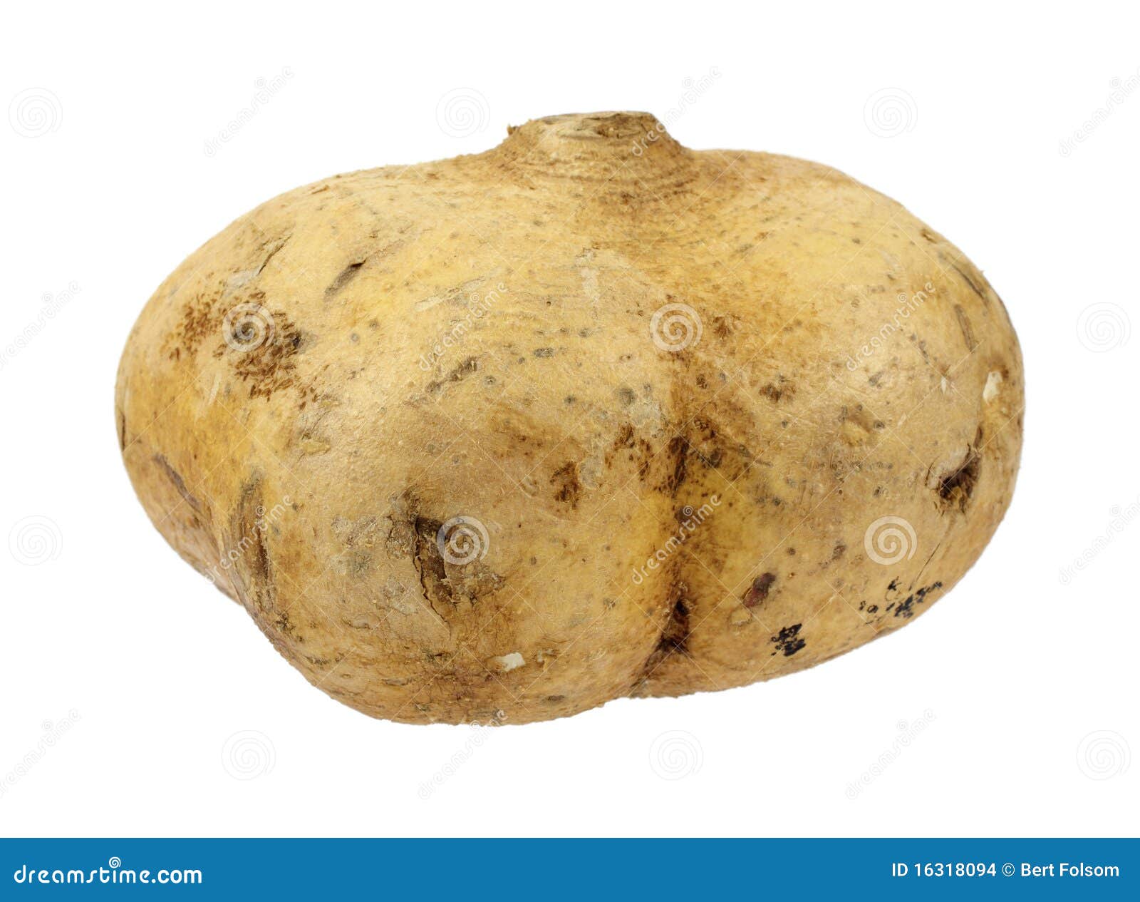 Large jicama stock photo. Image of white, brown, vegetable - 16318094