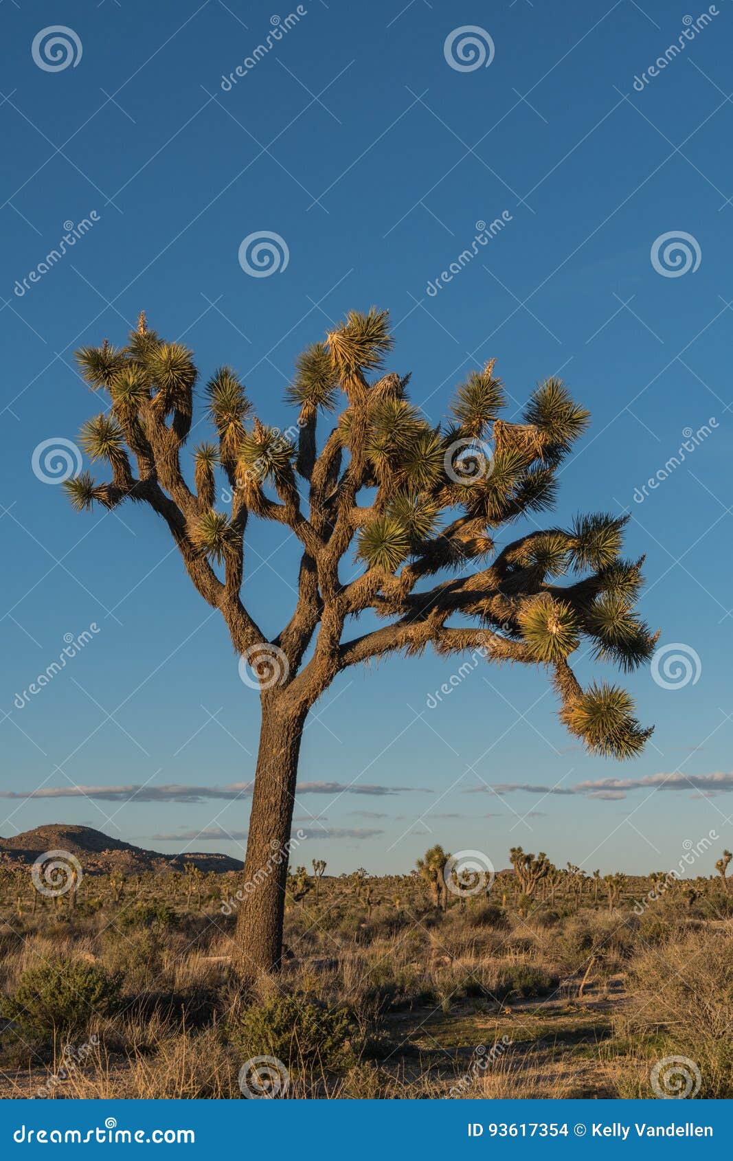 Large Joshua Tree in Afternoon Light Stock Photo - Image of hidden ...