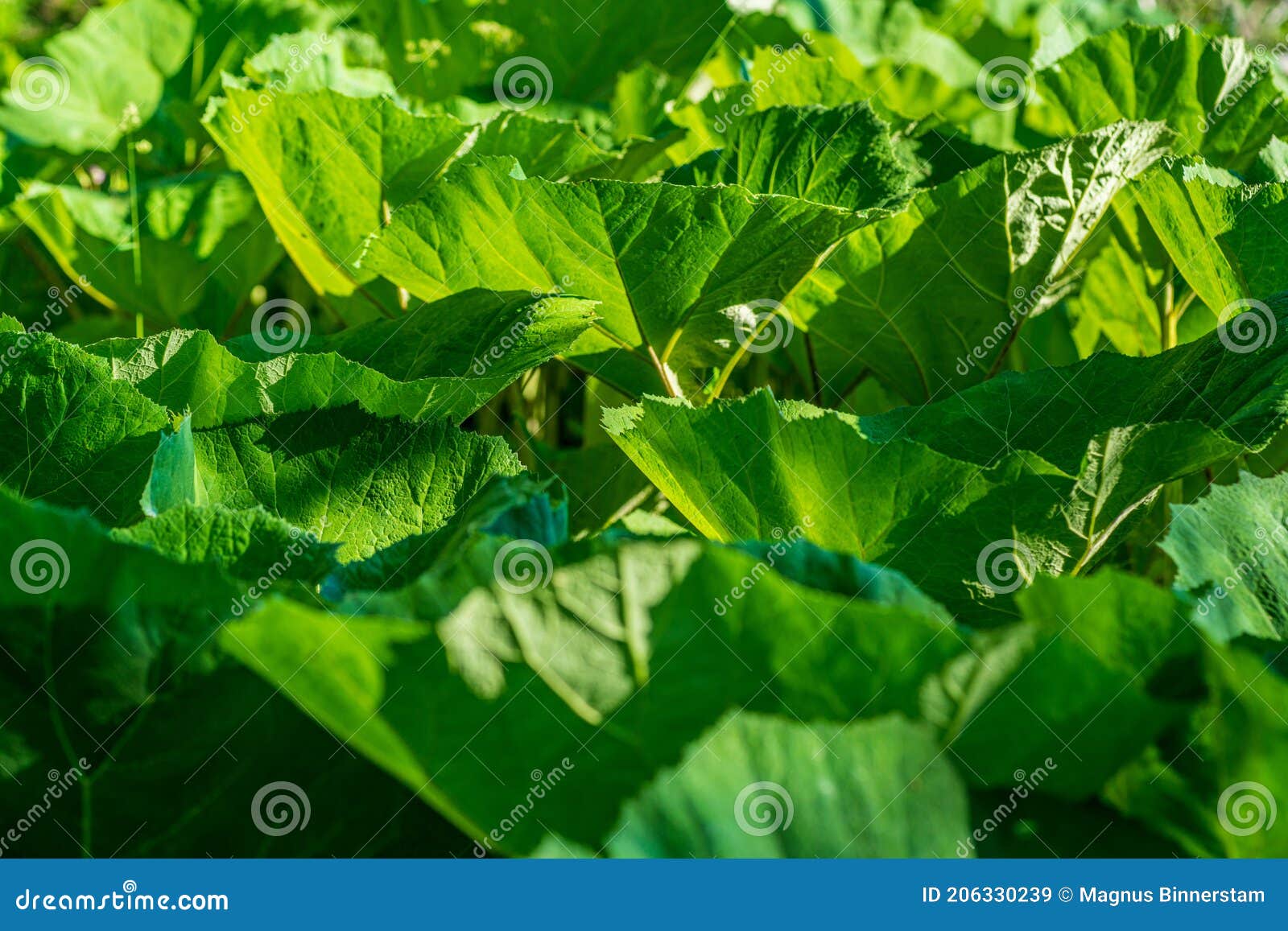 Large Jungle Like Green Leaves in Sunlight Stock Image - Image of ...