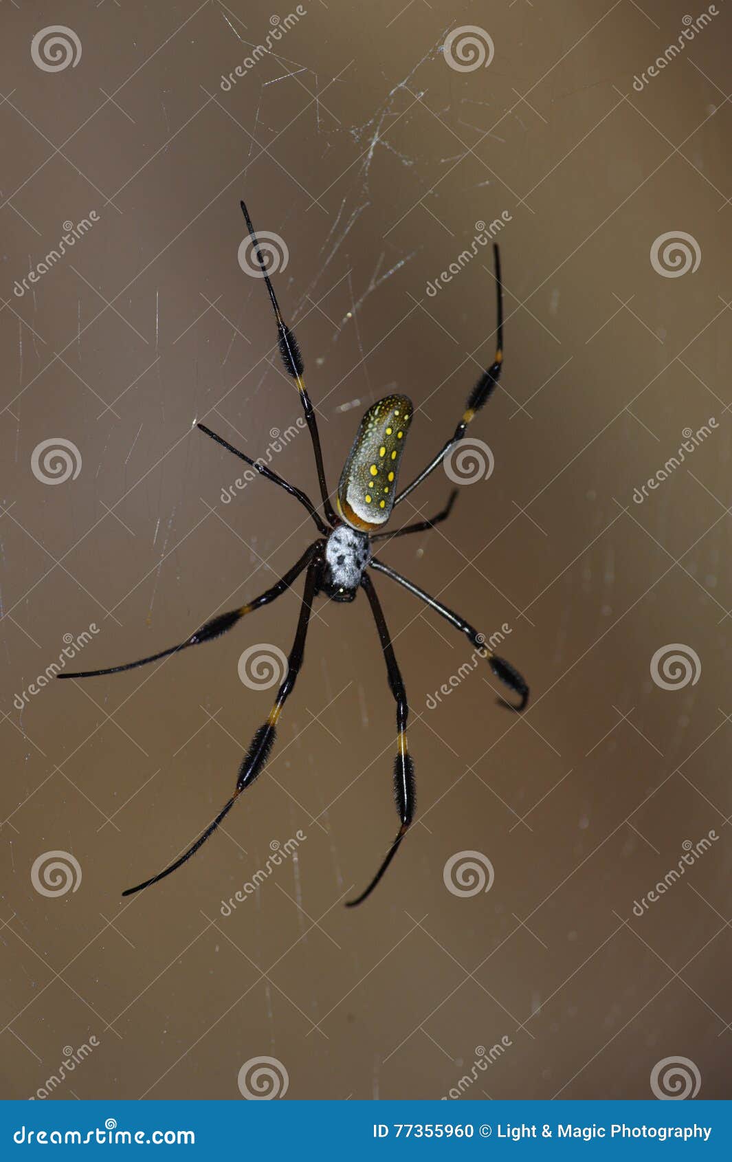 Large Jungle Spider, Costa Rica Stock Photo - Image of ambush, black ...