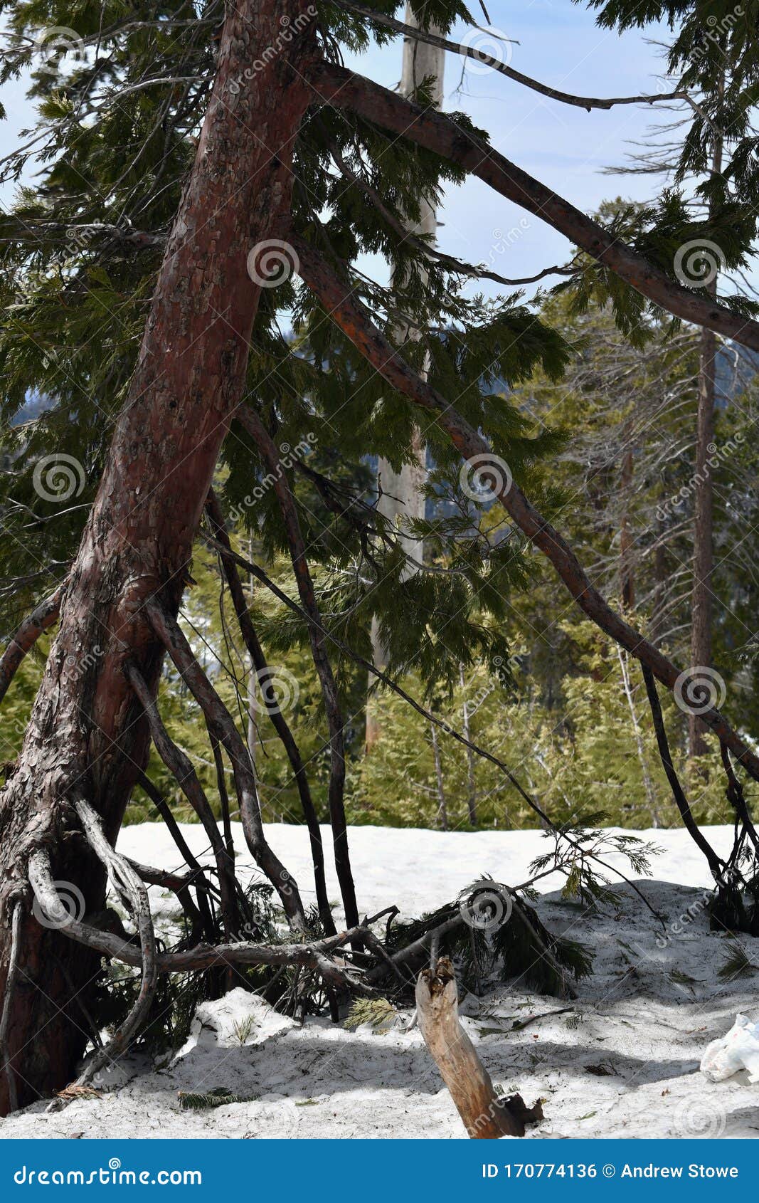 A Large Juniper Tree Mountains in Snow Stock Photo - Image of snowdrift ...