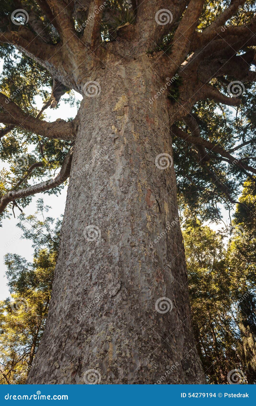 Large kauri tree stock photo. Image of trunk, ancient - 54279194 Large kauri tree stock photo. Image of trunk, ancient - 54279194