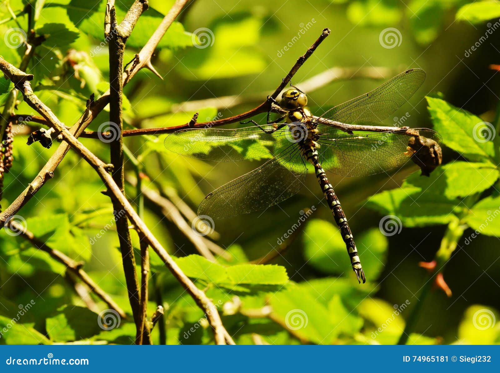 Large king dragonfly stock image. Image of insecticide - 74965181