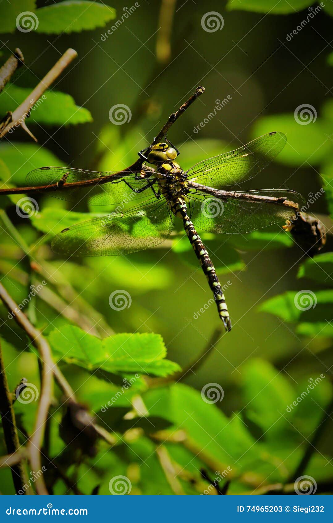 Large king dragonfly stock image. Image of leaf, protection - 74965203