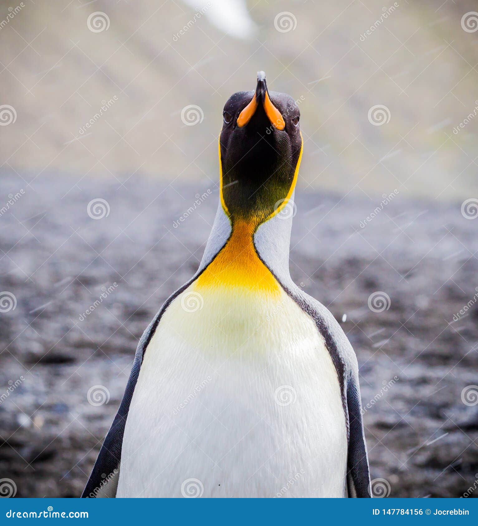 Large King Penguin Looks at Camera Stock Photo - Image of king, candid ...