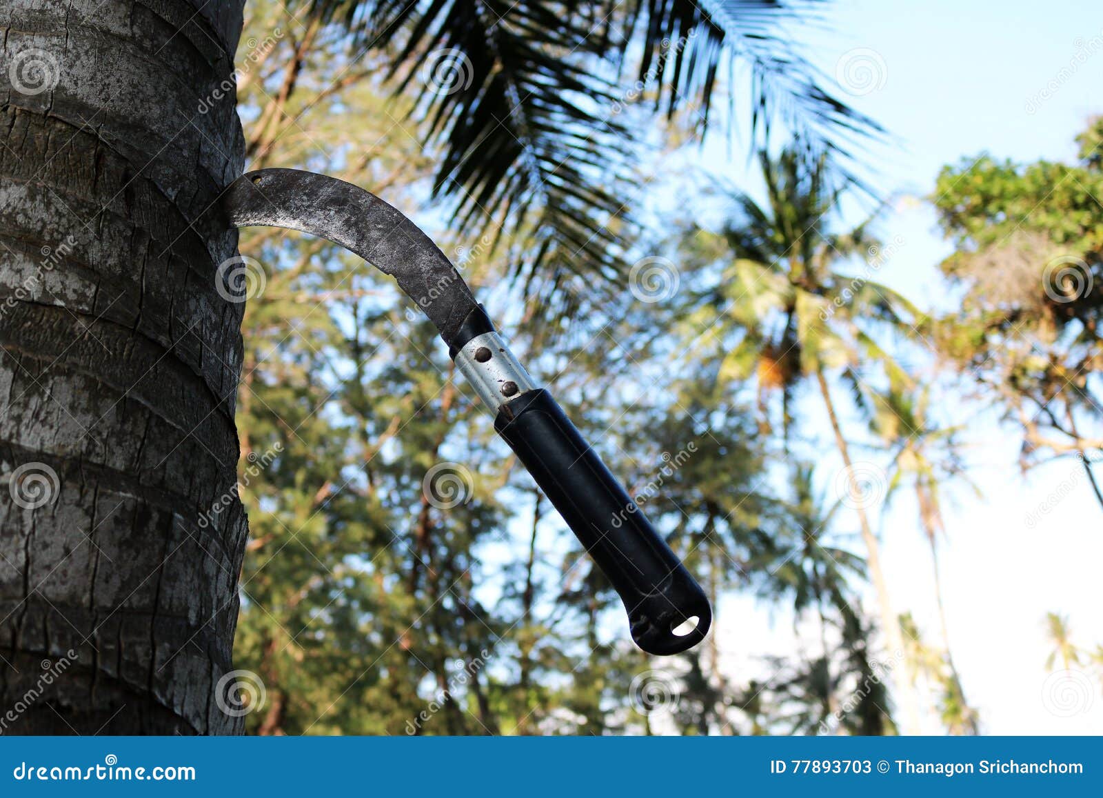 Large Knife Stuck on the Coconut Trees. Stock Image - Image of closeup ...