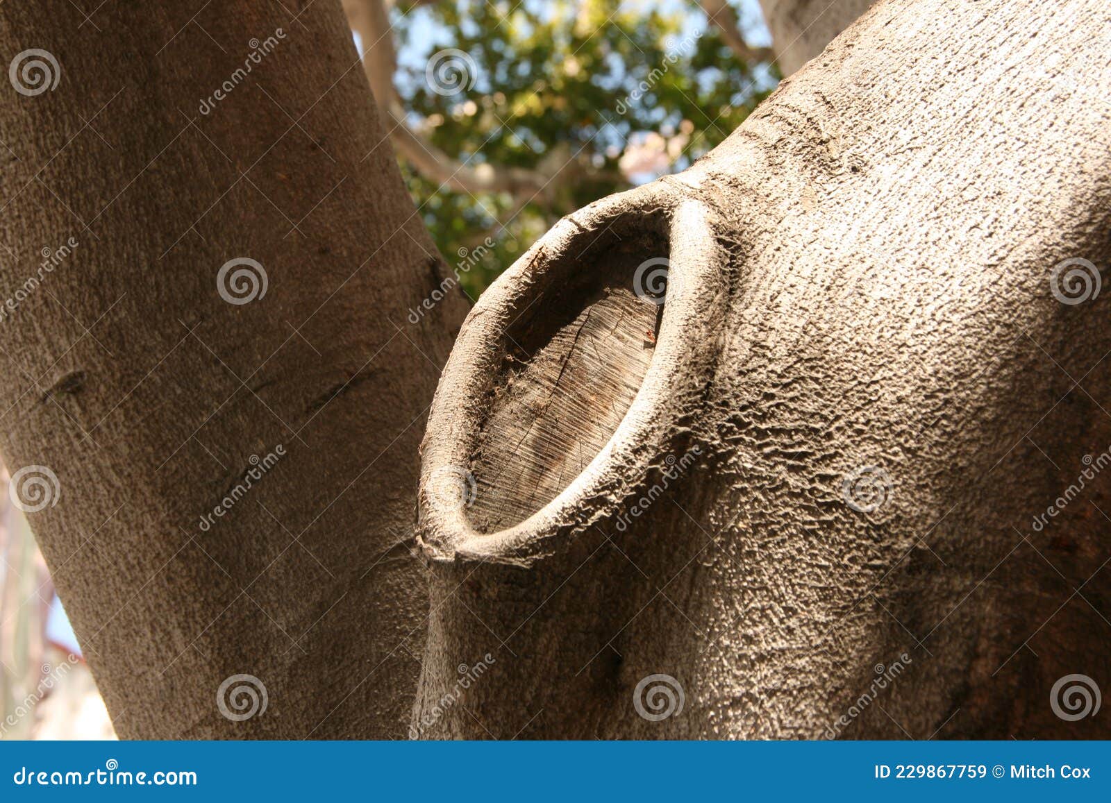 Tree Knot stock image. Image of large, round, bark, knot - 229867759