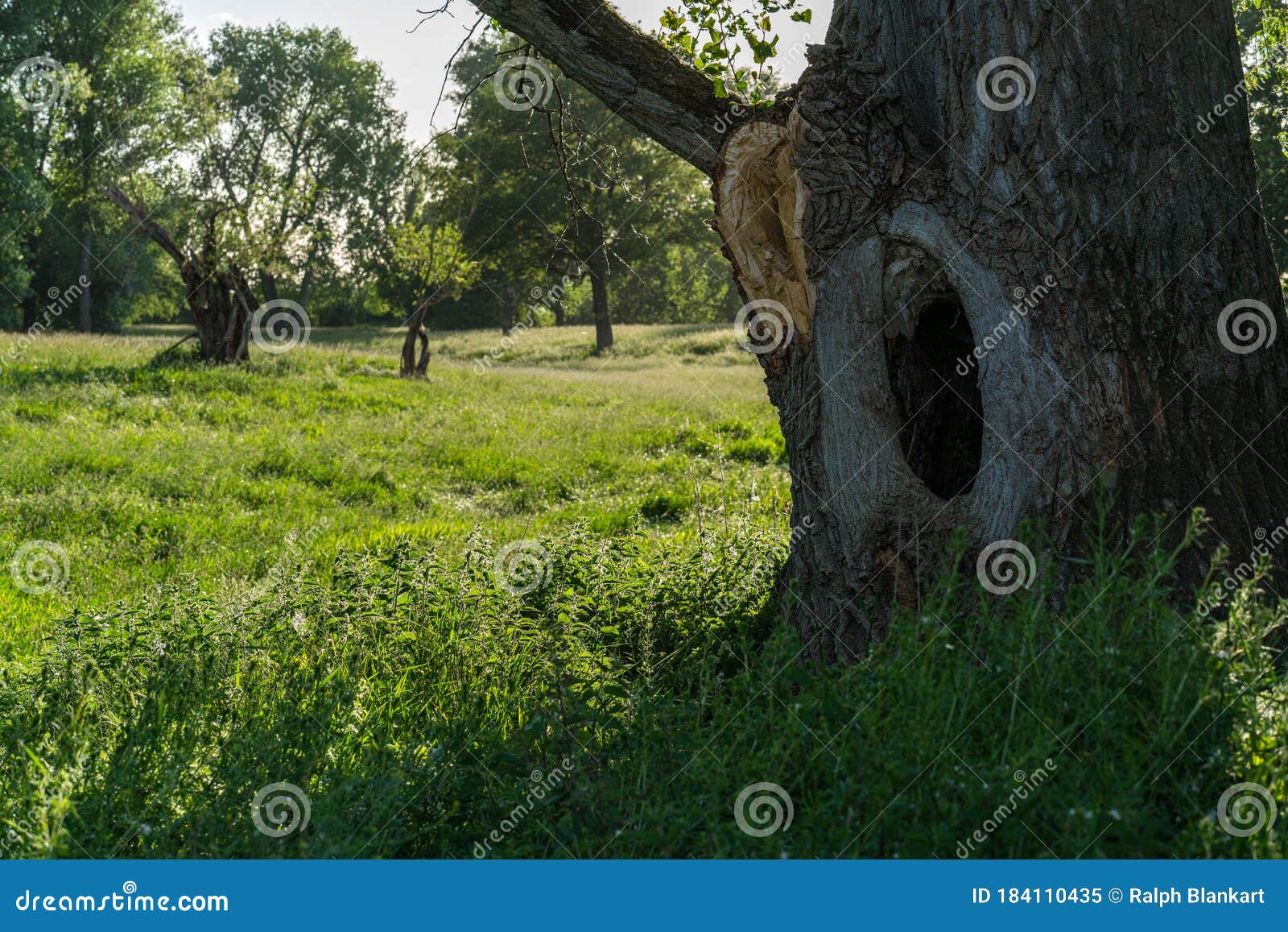 A Large Knothole in a Mighty Trunk of an Old Tree in the Floodplains ...