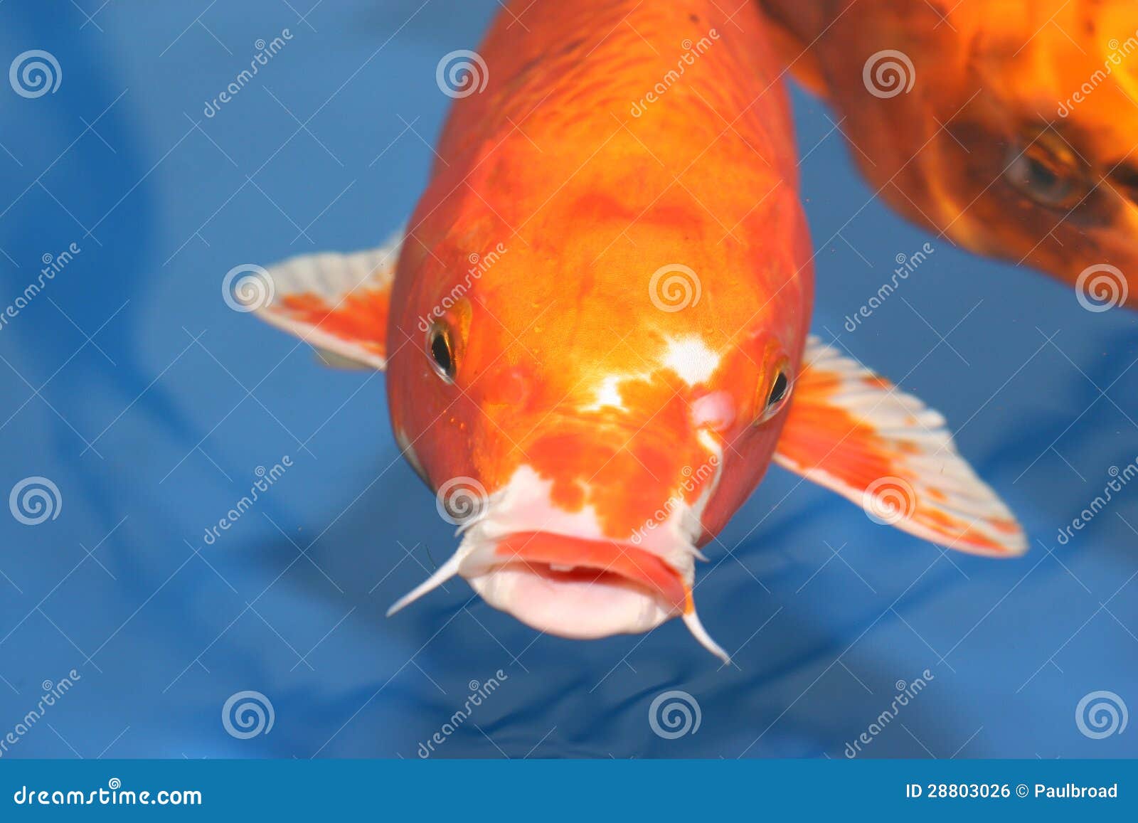 Large Koi Carp. stock photo. Image of head, fish, large - 28803026