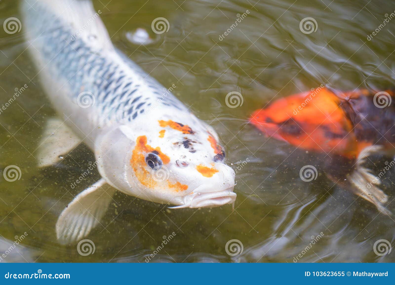 Large Koi fish in pond stock image. Image of orange - 103623655